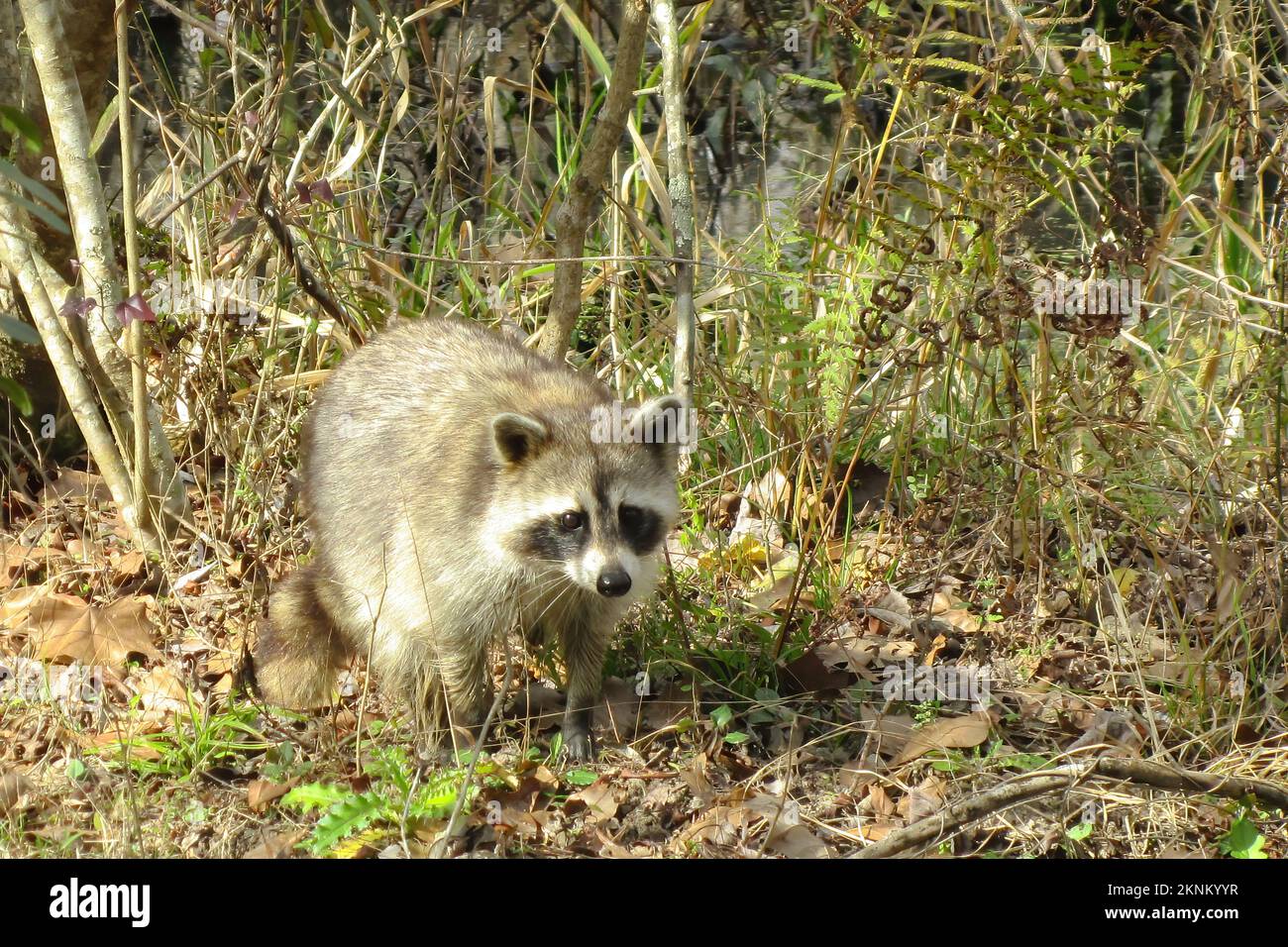 raccoon in the wilderness of the swamps in louisiana Stock Photo - Alamy