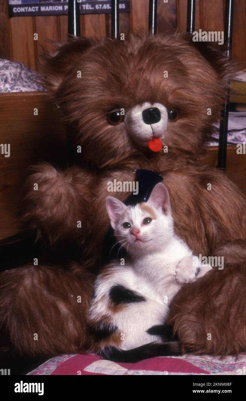 A cute kitten with a toy dog on the floor Stock Photo - Alamy