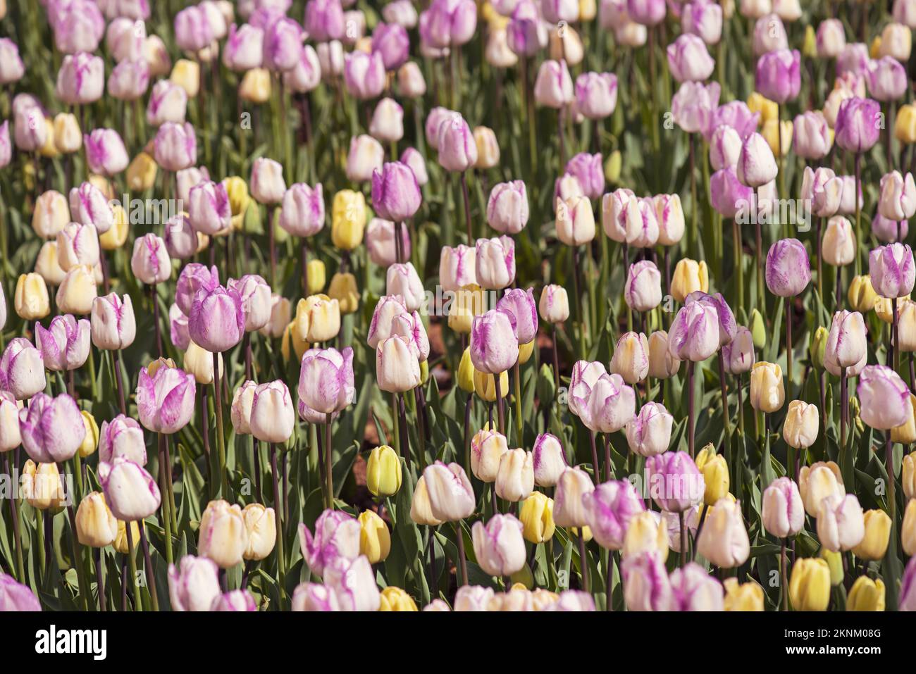 Multicolored tulip flowers Stock Photo - Alamy