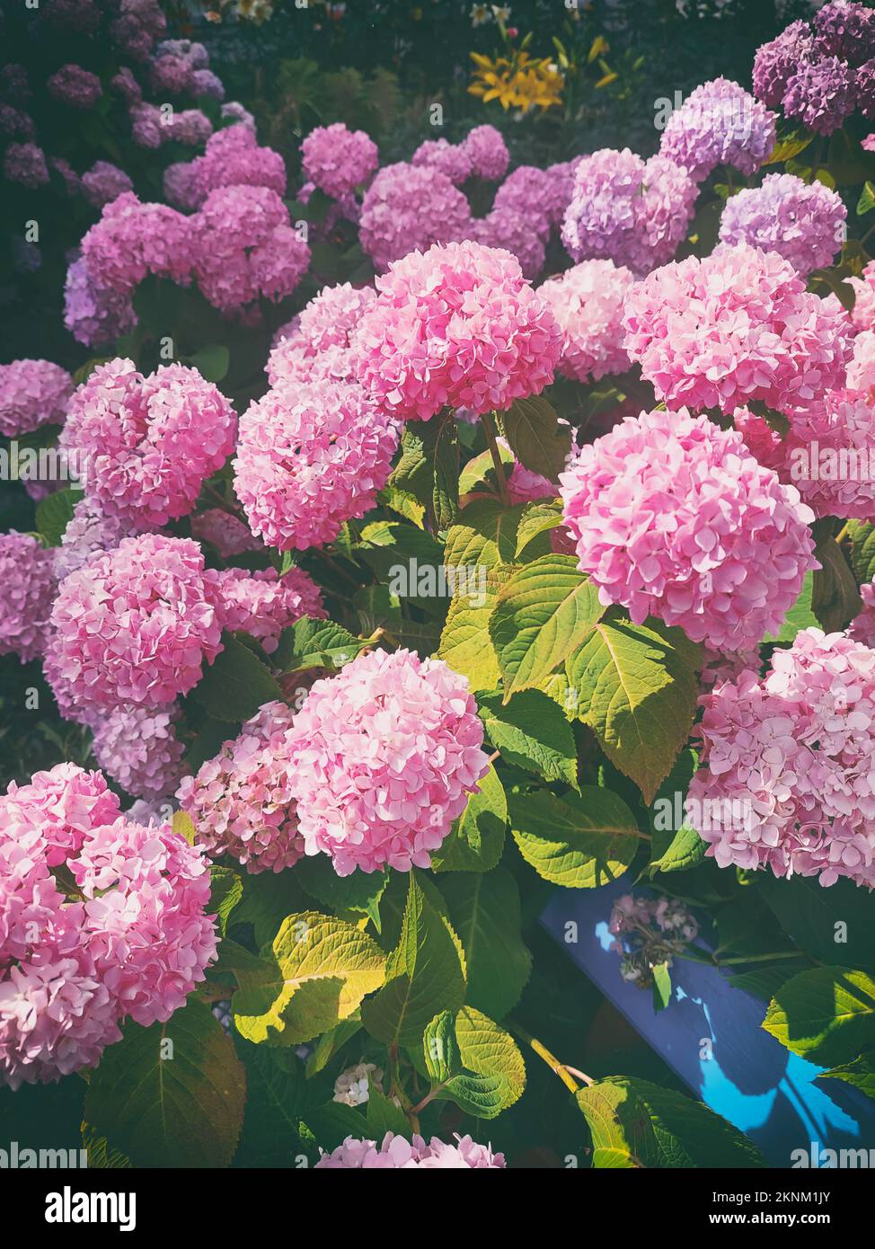 Hydrangea pink flowers Stock Photo - Alamy