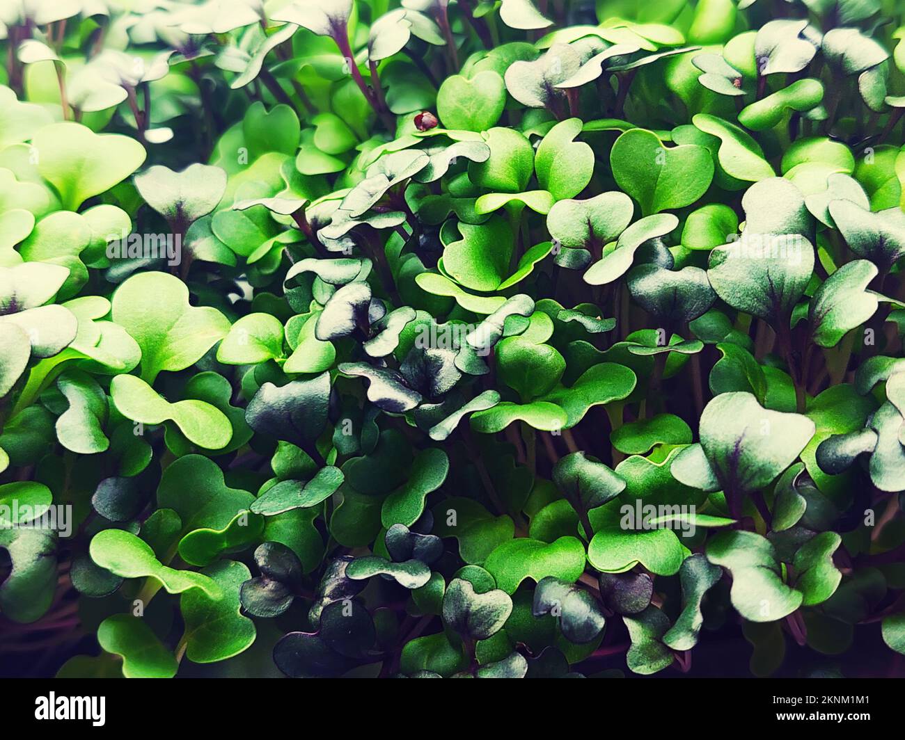 Micro green leaves Stock Photo - Alamy