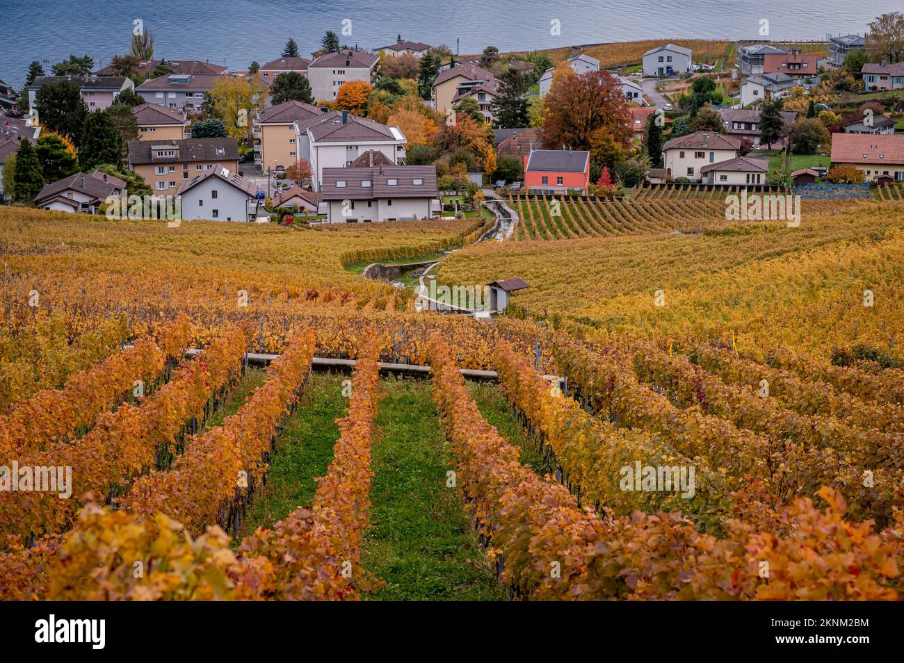 Landscape with mountains, vineyard and lake. Lavaux vineyard, buildings ...