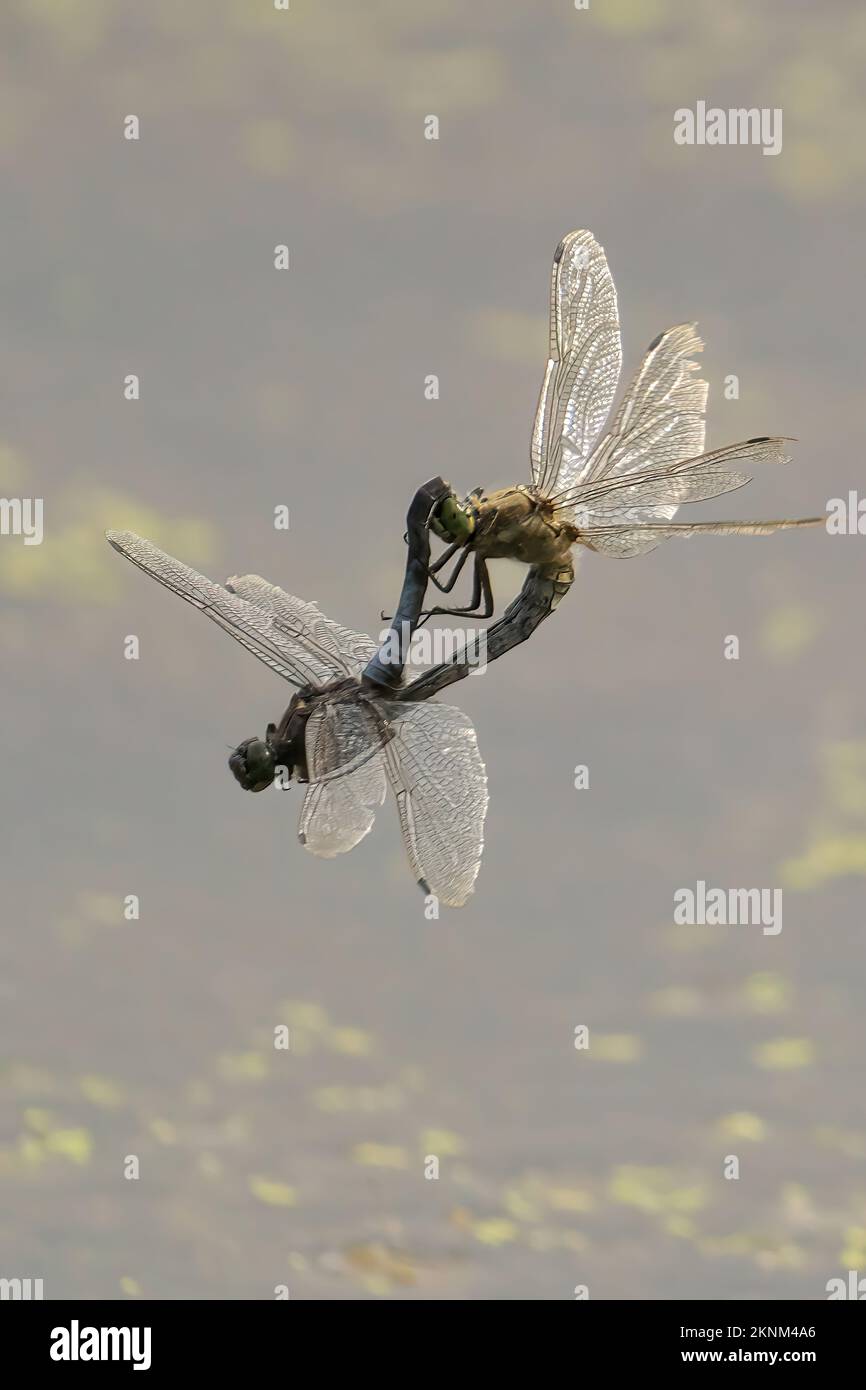 A vertical closeup of male and female Black-tailed skimmer dragonflies ...
