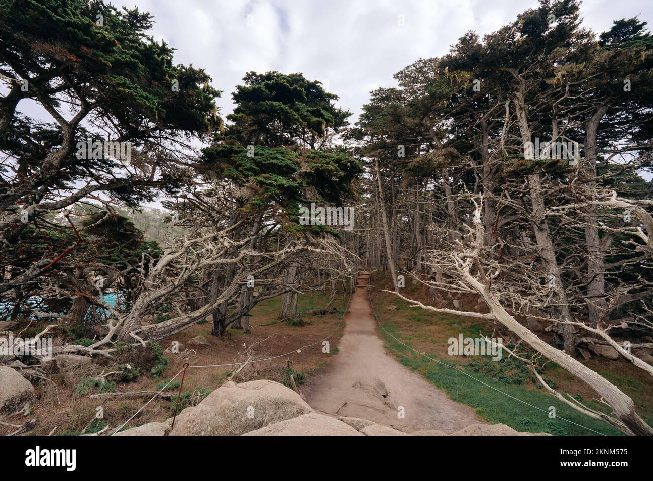 Walkway through dark cypress forest at Point Lobos State Natural ...