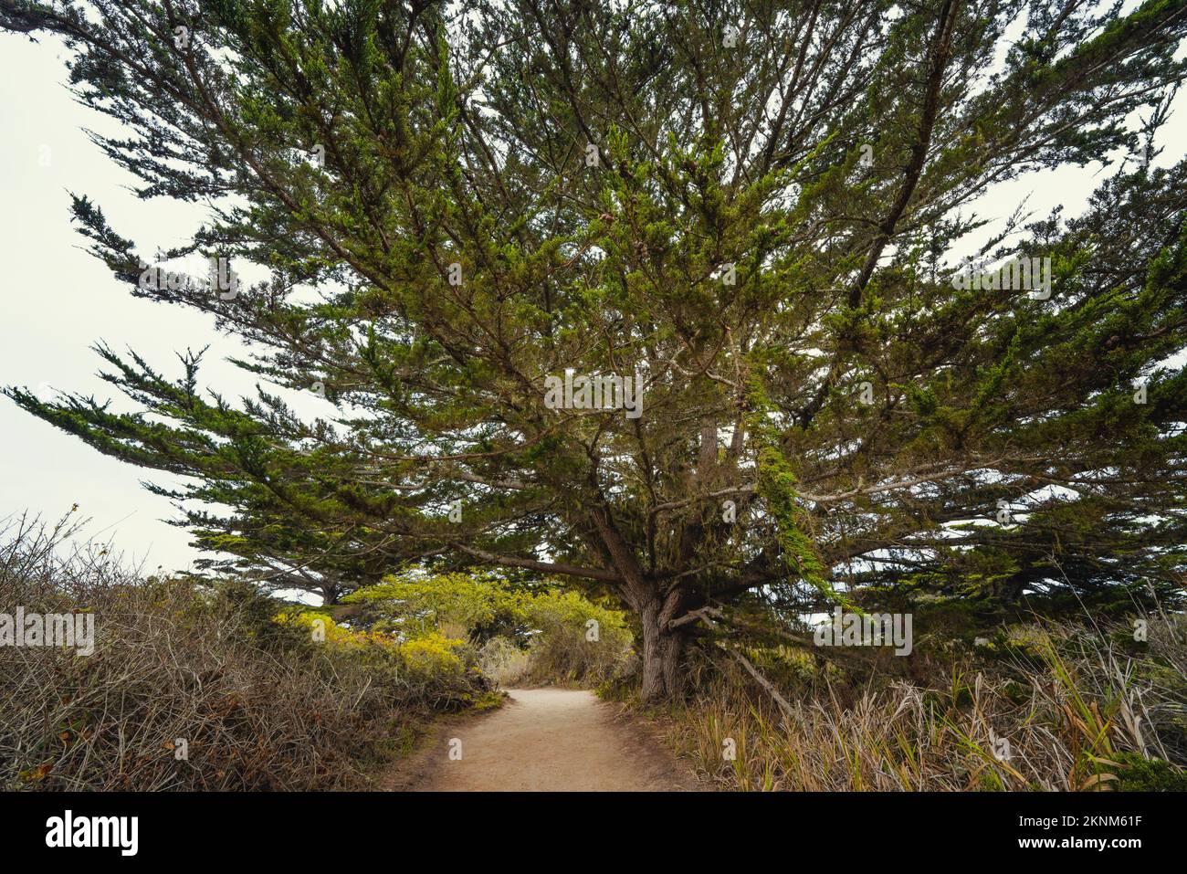 Walkway through dark cypress forest at Point Lobos State Natural ...