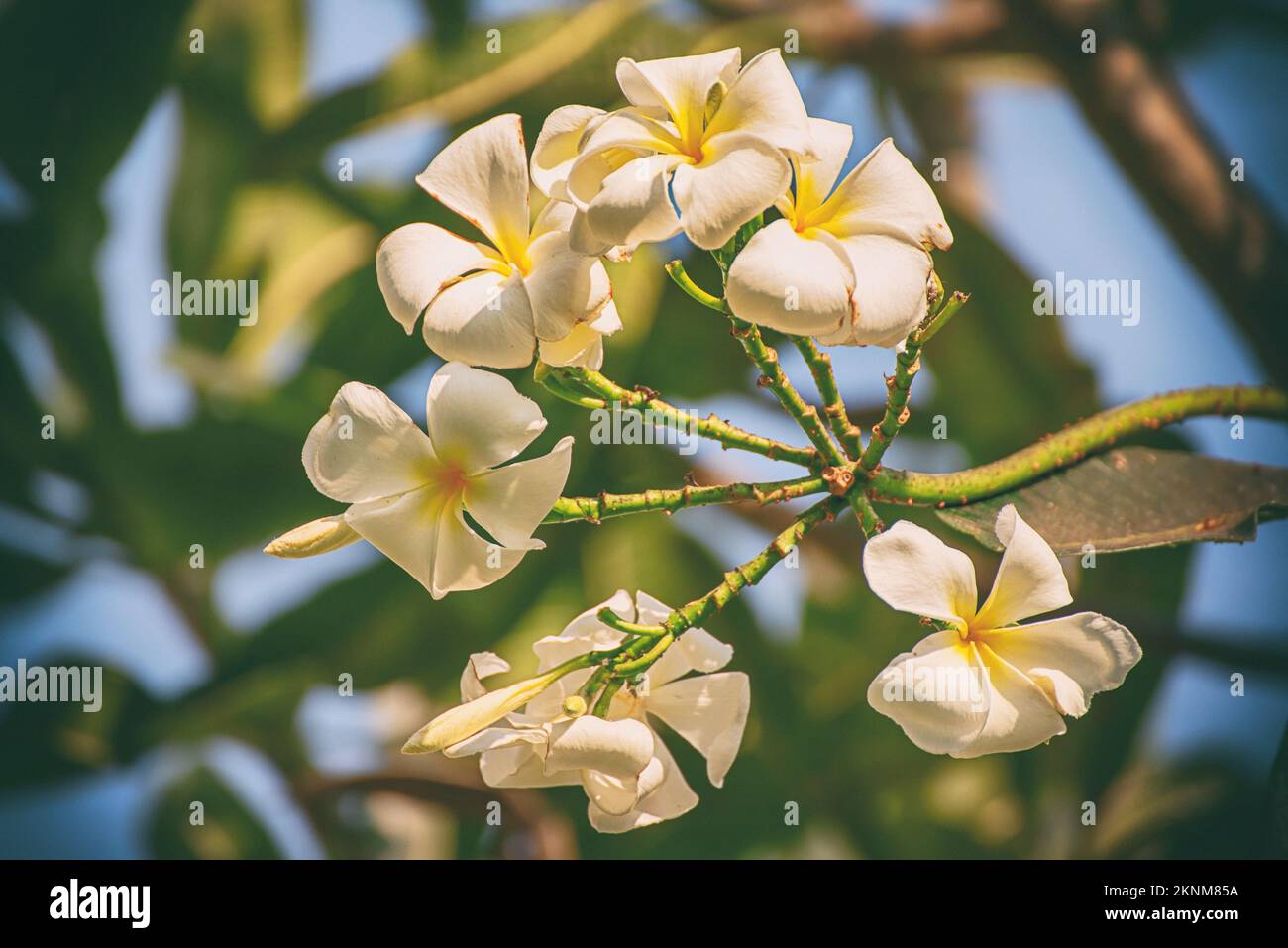 White plumaria flowers Stock Photo - Alamy