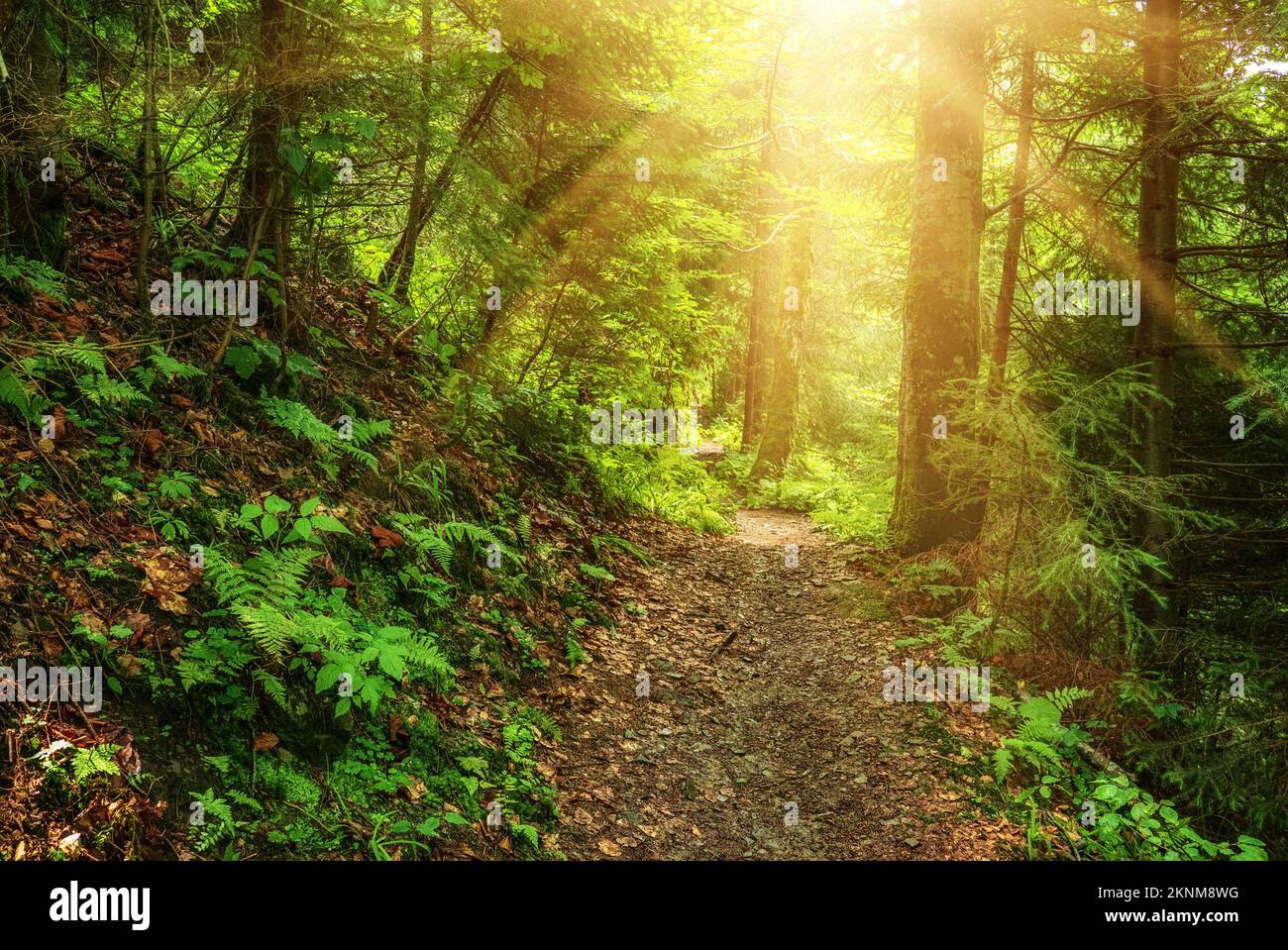 Summer green forest Stock Photo - Alamy