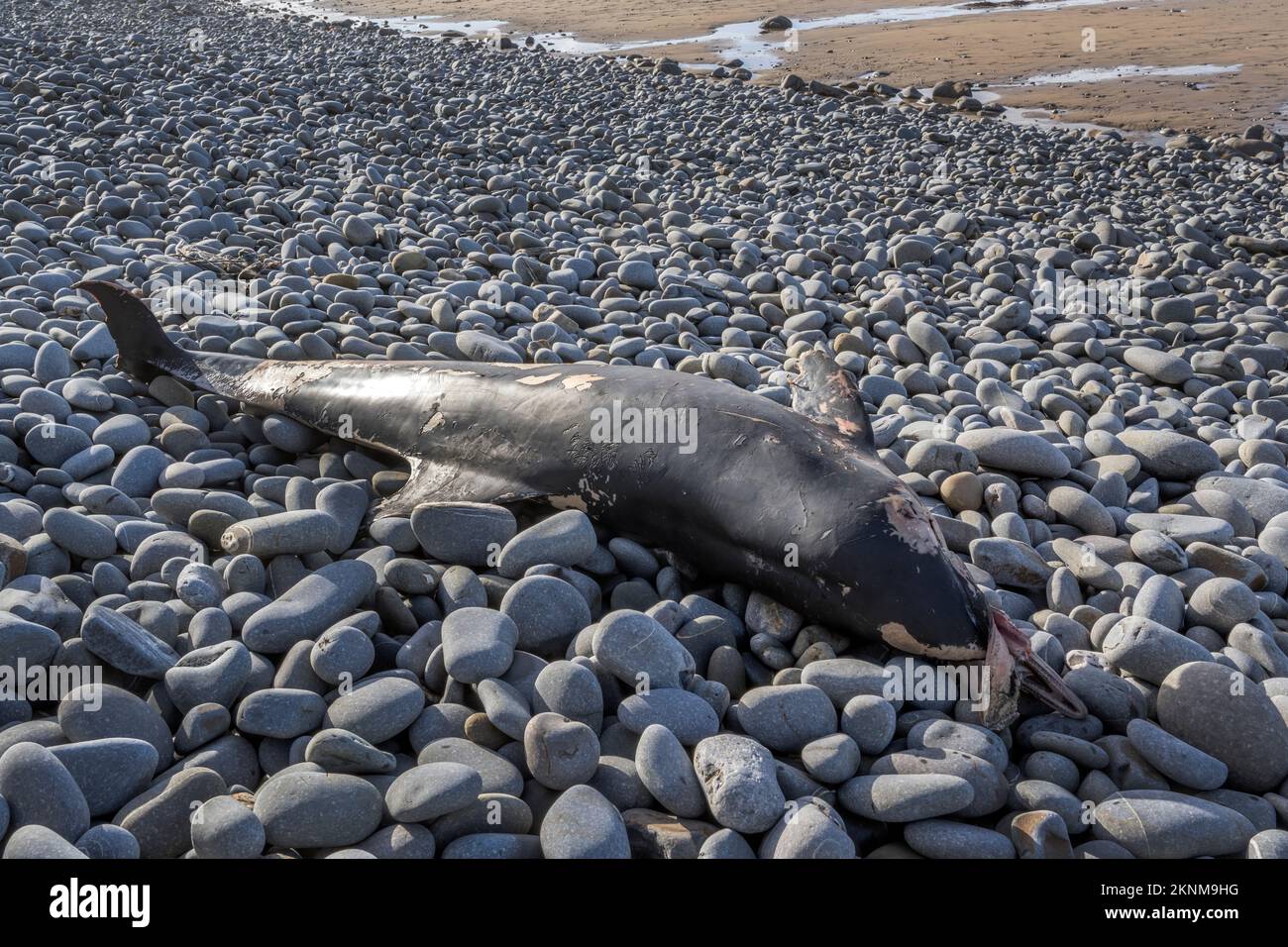 Dead dolphin on beach hi-res stock photography and images - Alamy