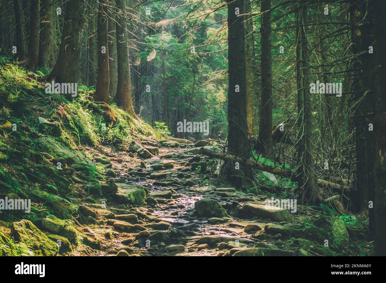 Summer moody forest Stock Photo - Alamy