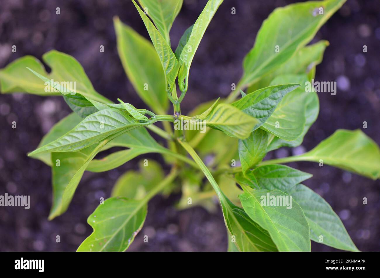 A top view of a fresh pepper seedling growing outside Stock Photo - Alamy