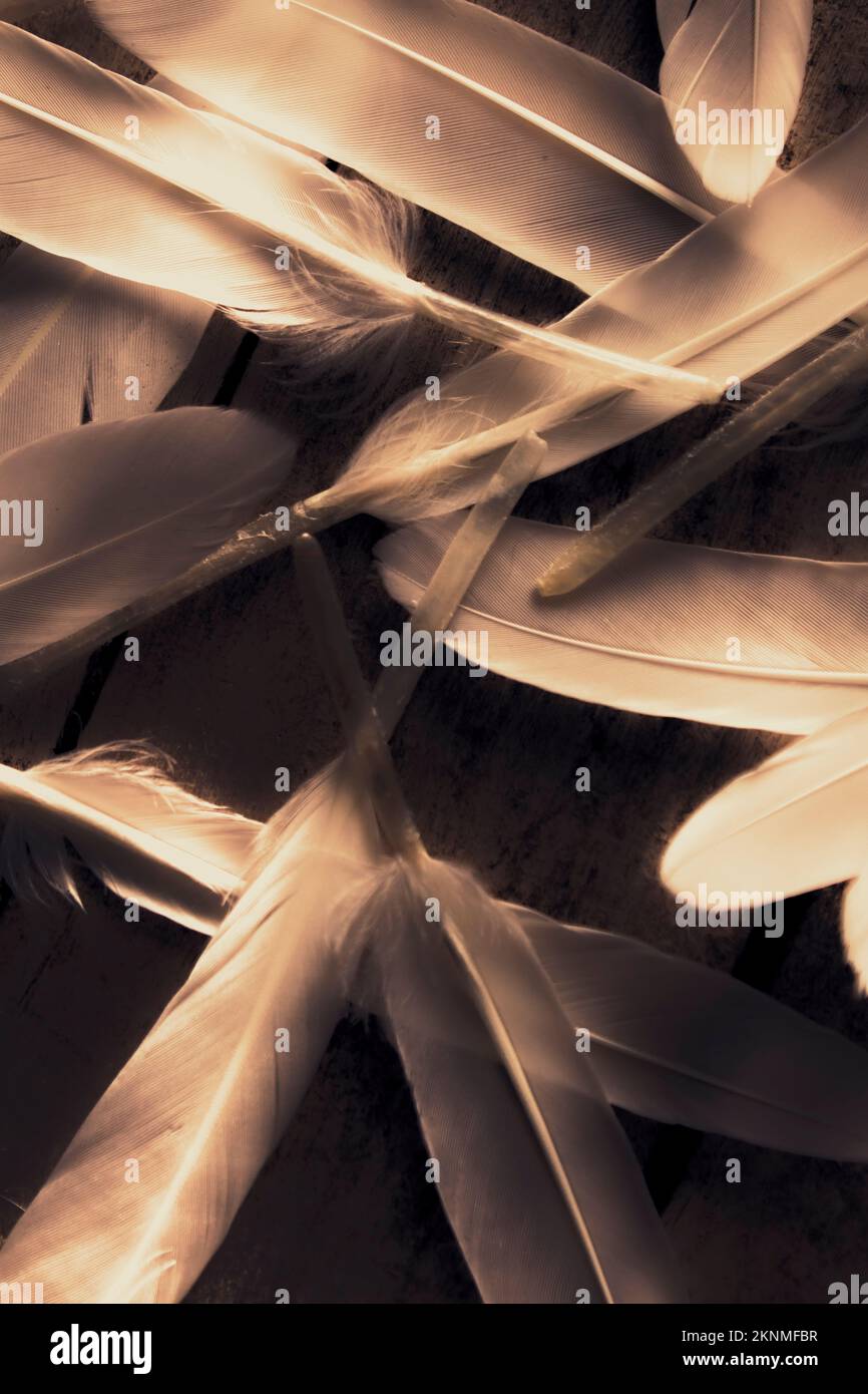 Ornate retro toned object artwork on soft sunlit feathers on violet ...