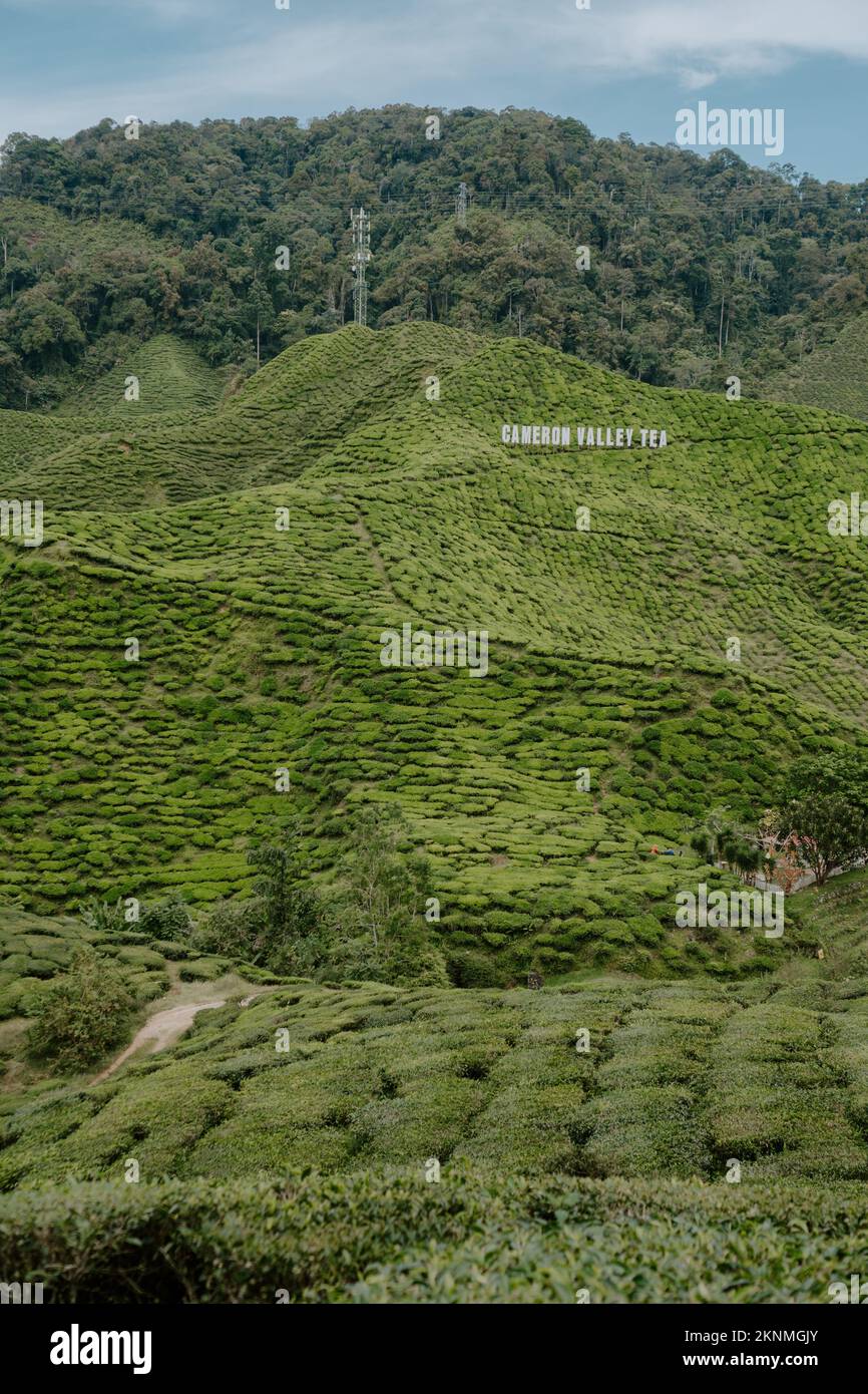 A Beautiful shot of green tea plantations on hills Stock Photo - Alamy