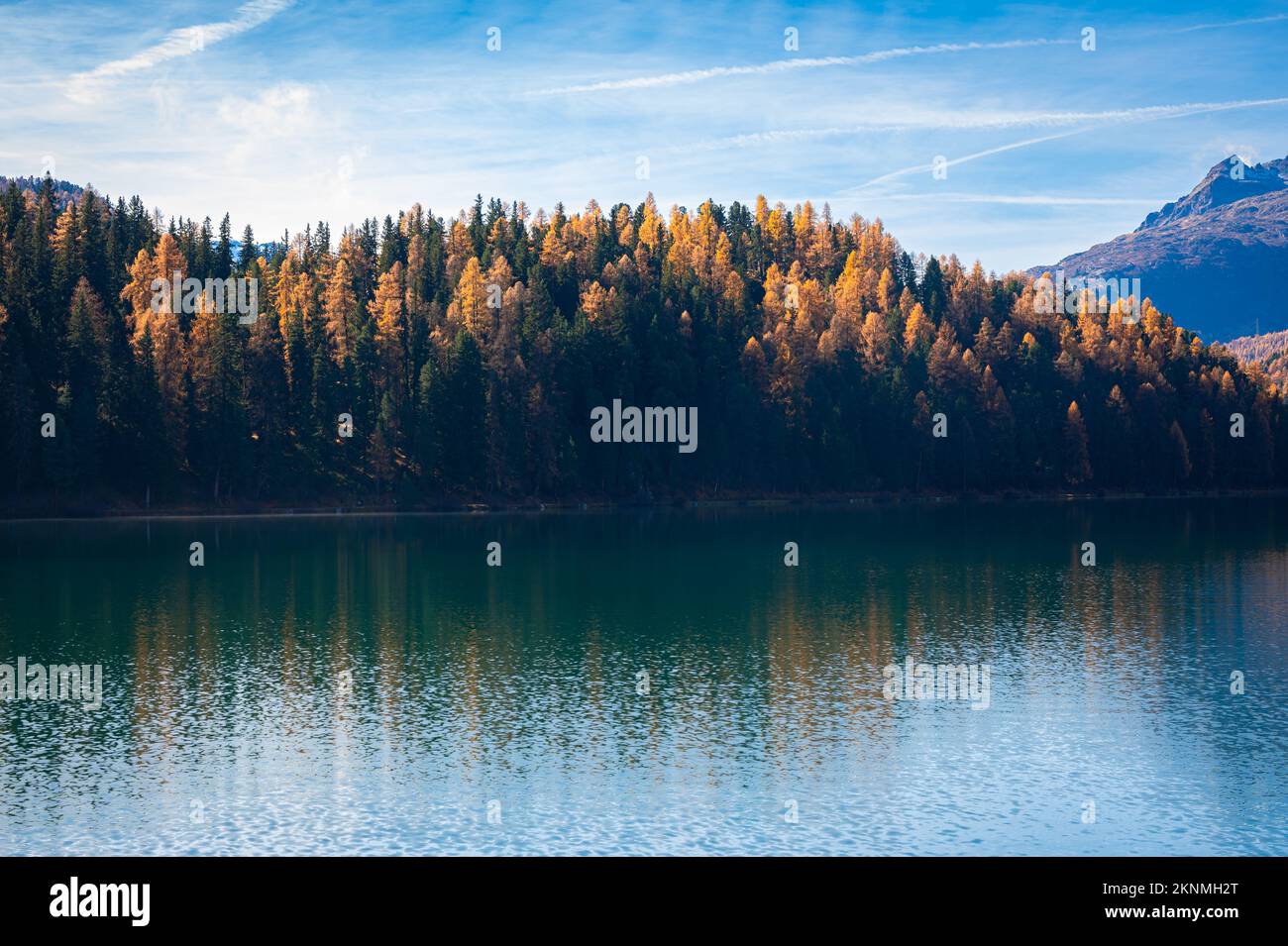 Golden larch trees on hi-res stock photography and images - Alamy