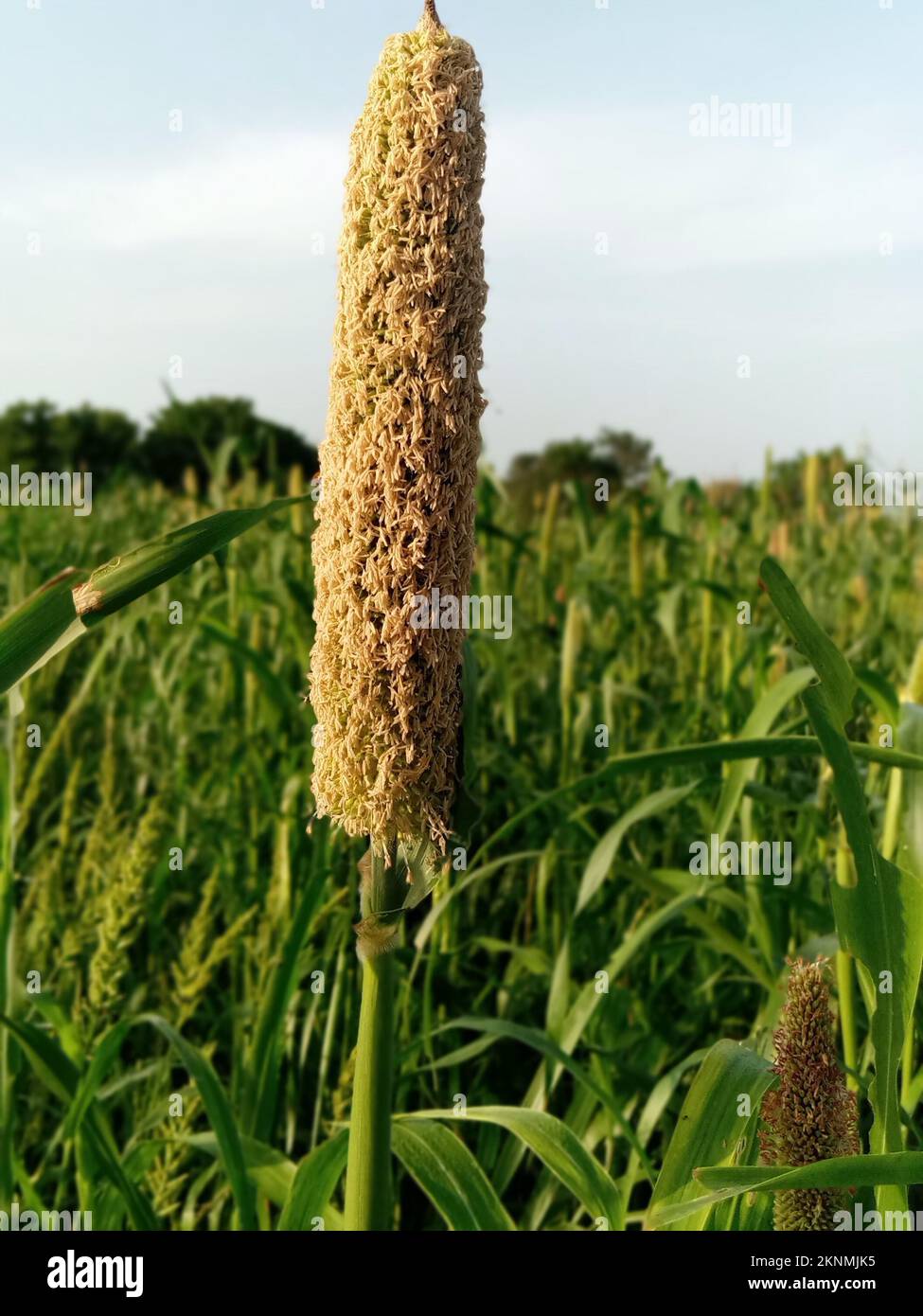 A vertical closeup of a pearl millet captured in a green field Stock ...