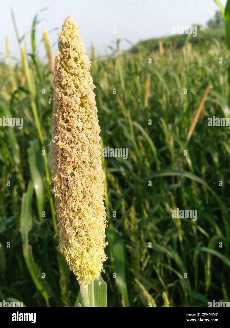A vertical closeup of a pearl millet captured in a green field Stock ...