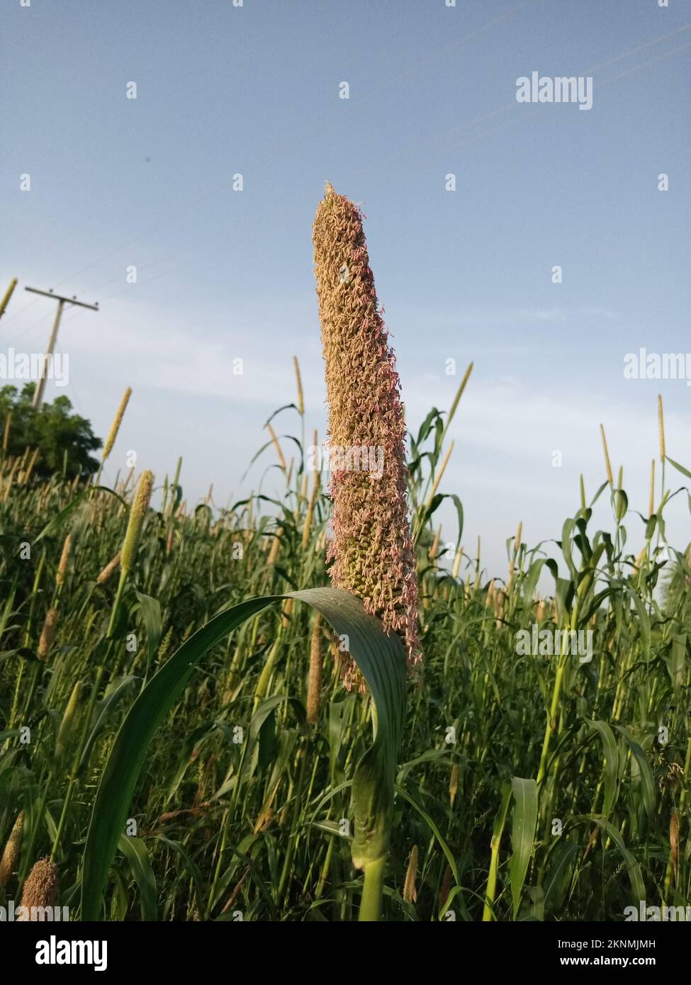 A vertical closeup of a pearl millet captured in a green field Stock ...