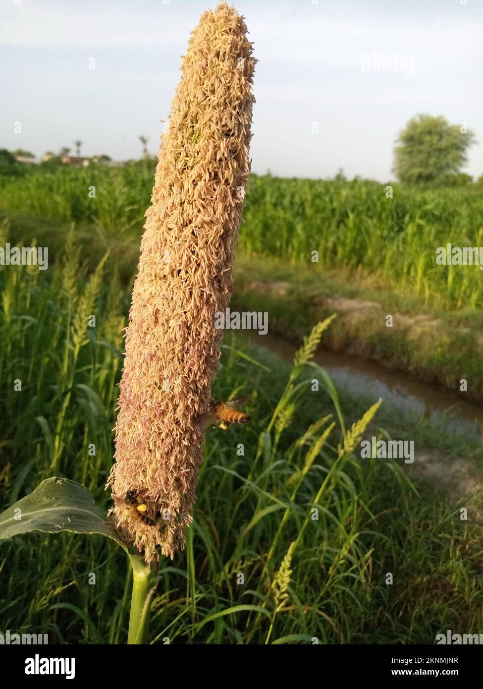 A vertical closeup of a pearl millet captured in a green field Stock ...