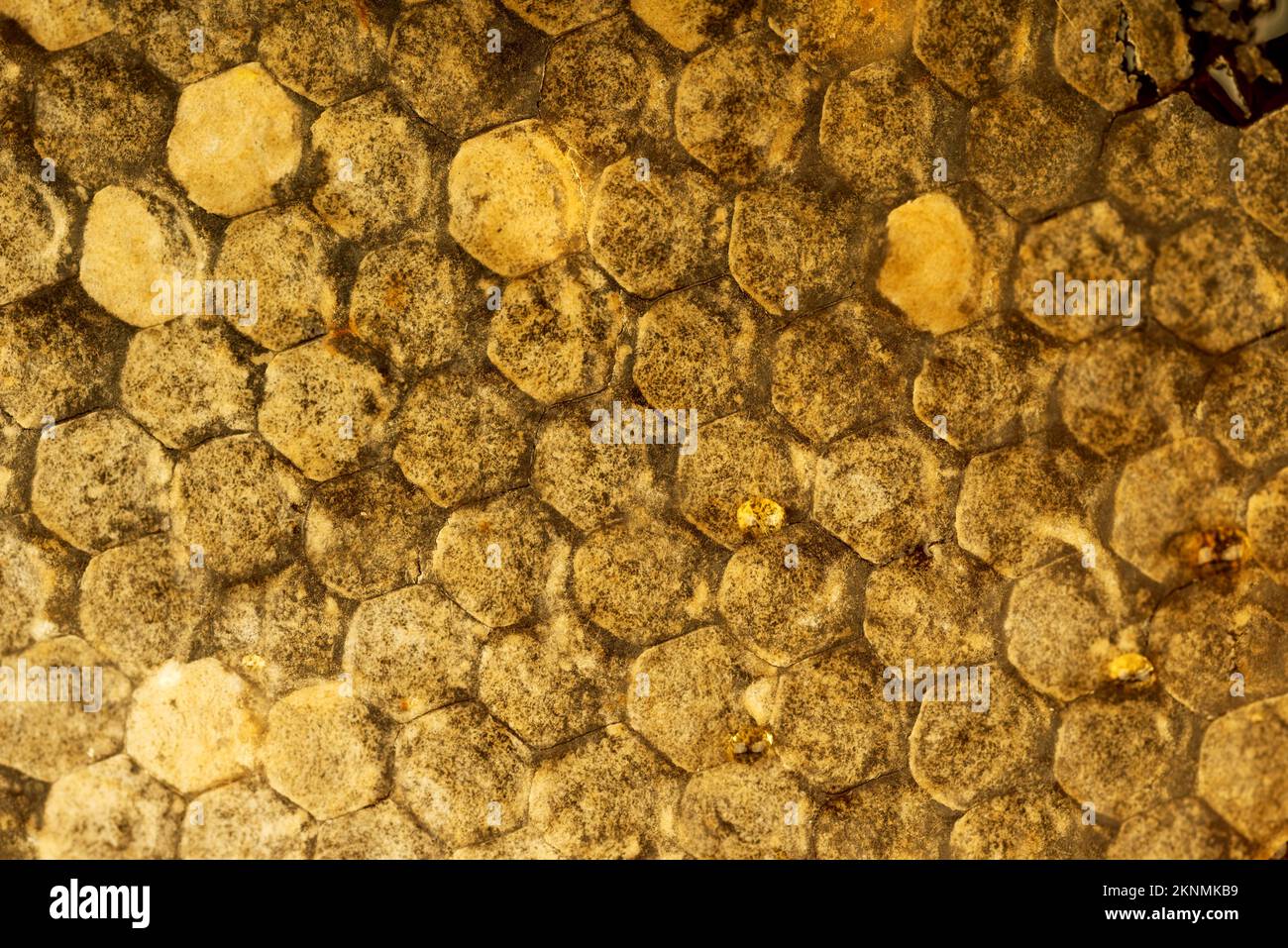 Honeycomb hive pattern hi-res stock photography and images - Alamy