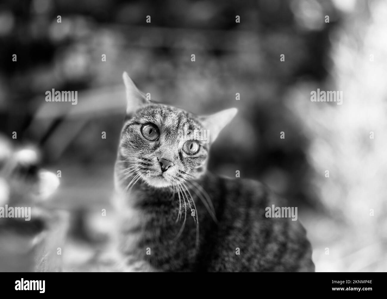 A grayscale shot of a cute cat in a garden Stock Photo - Alamy