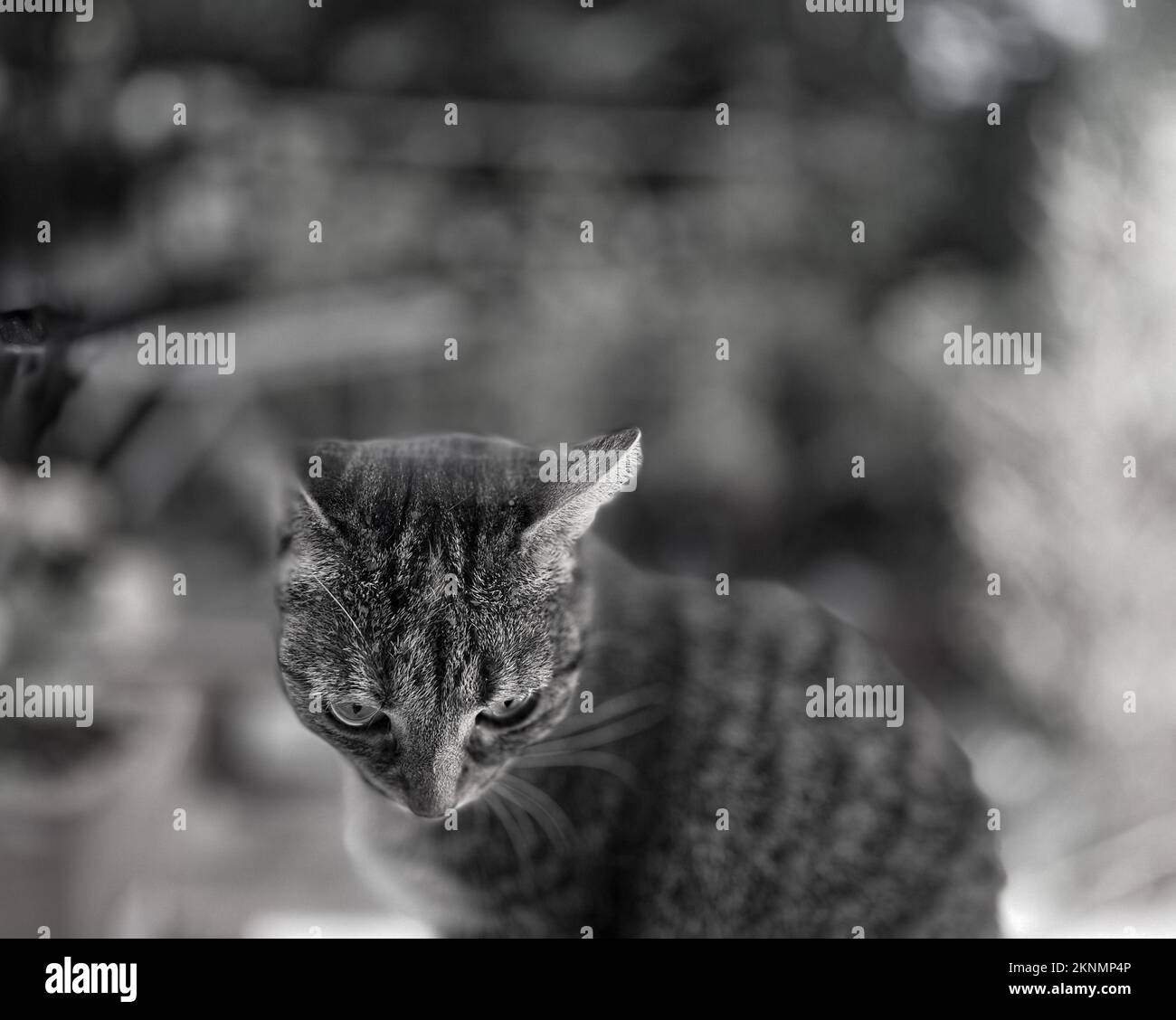 A grayscale shot of a cute cat in a garden Stock Photo - Alamy