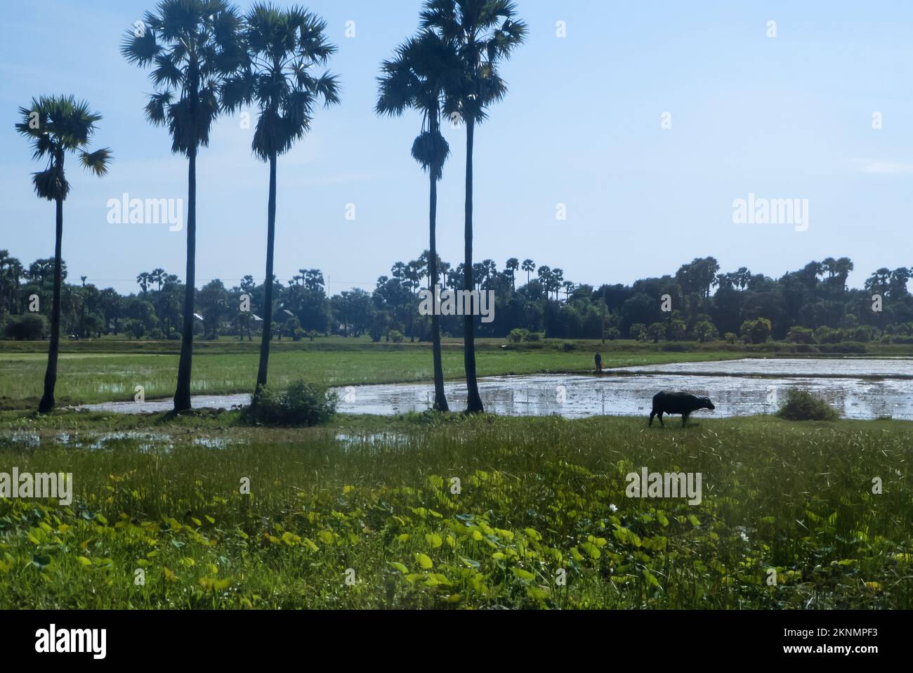 Rice paddy fields, Somroang Yea, Puok, Siem Reap, Cambodia Stock Photo ...