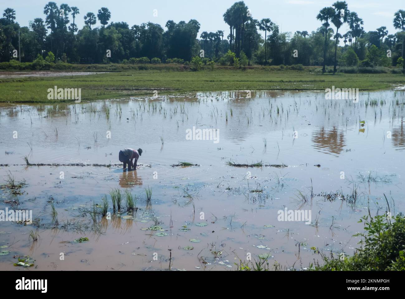 Planting rice in a paddy field, Somroang Yea Commune, Puok District ...