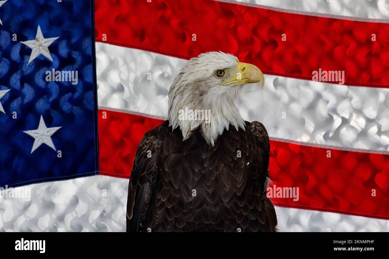 Bald Eagle in front of American Flag Stock Photo - Alamy