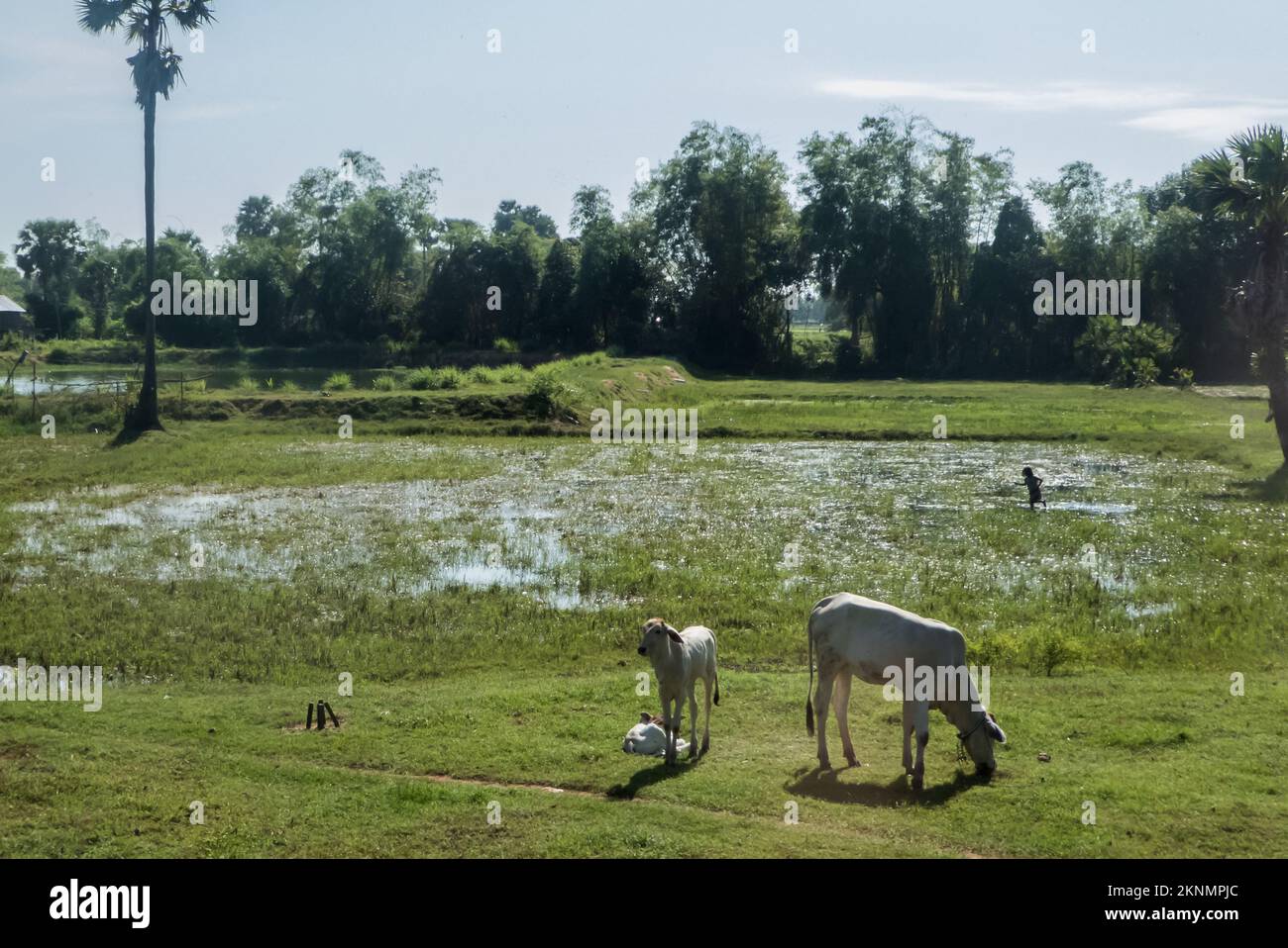 Rural scene with rice paddy and cows, Somroang Yea Commune, Puok ...