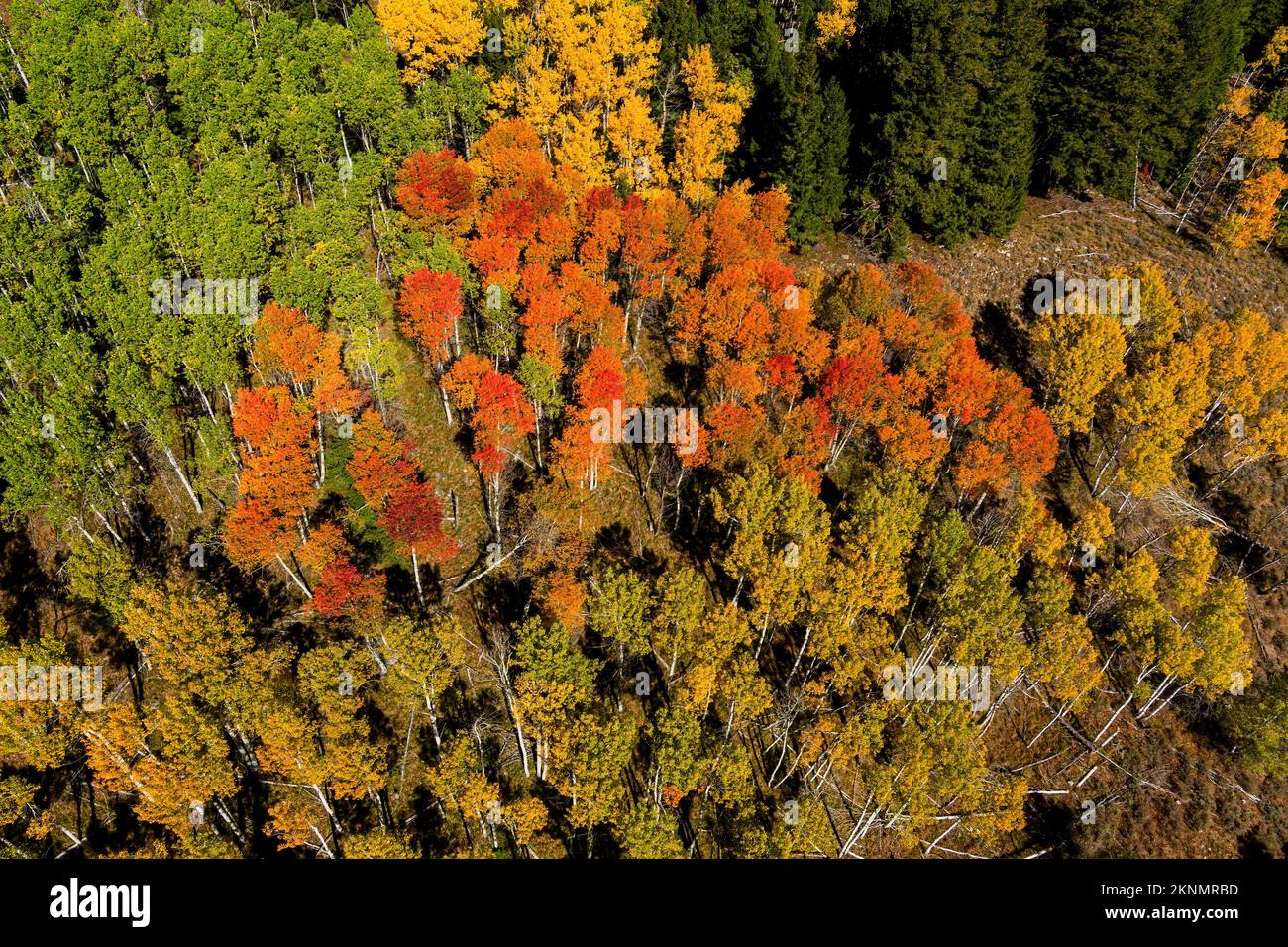 Evolution of fall colors in one forest as seen from above Stock Photo ...
