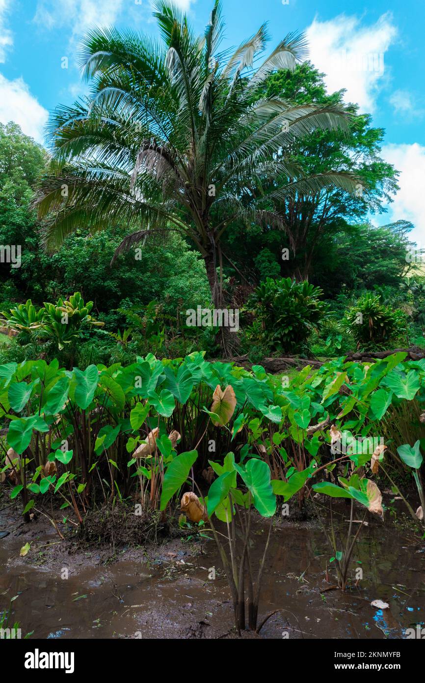 A vertical shot of lush greenery under the blue sky Stock Photo - Alamy