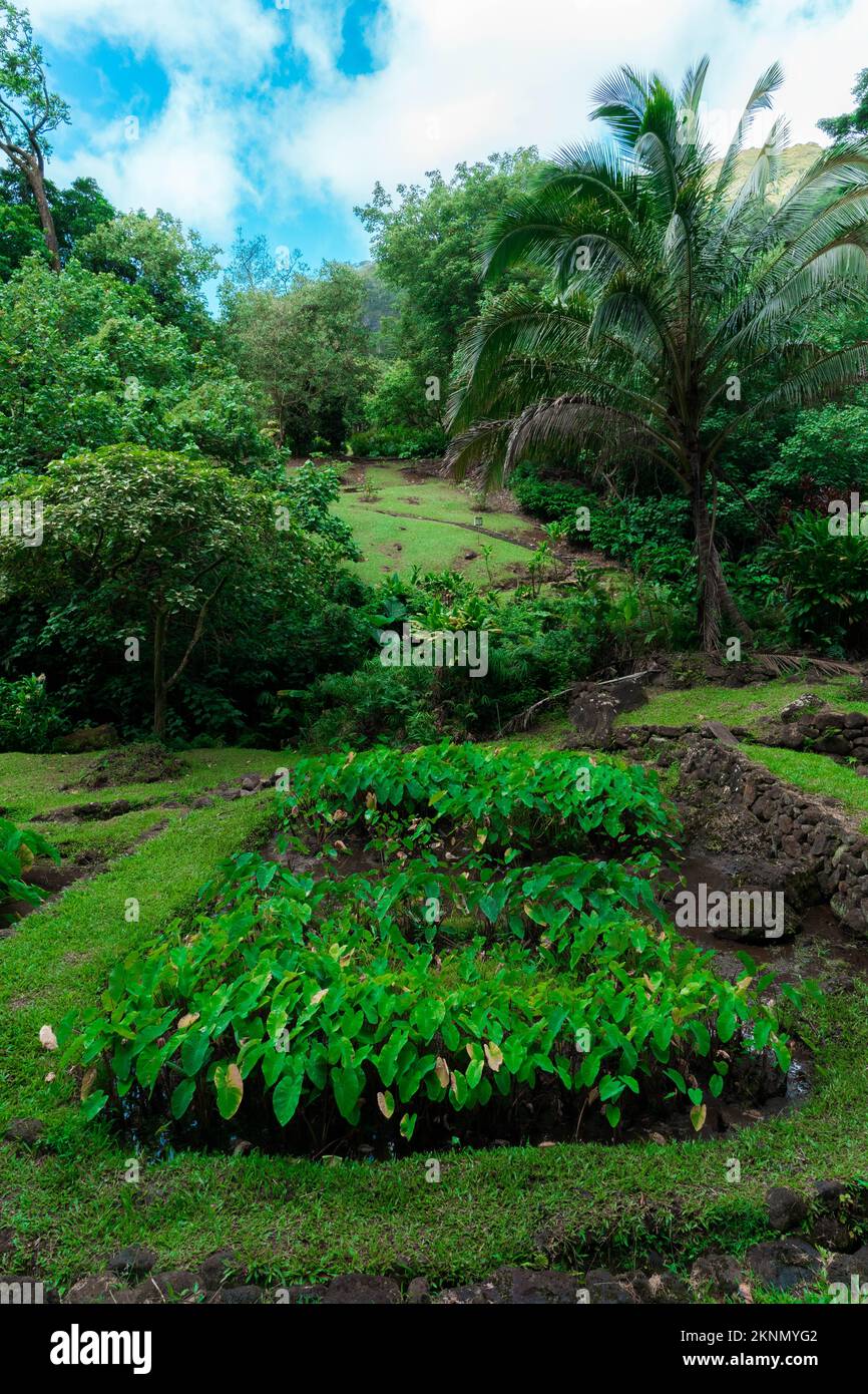 A vertical shot of a lush greenery under the blue sky Stock Photo - Alamy