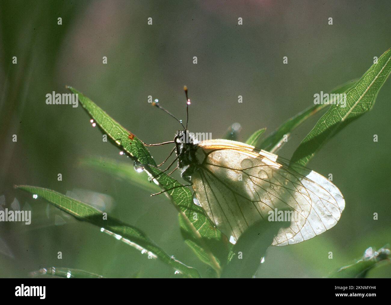 A macro shot of a black-veined white (Aporia crataegi) on a flower ...