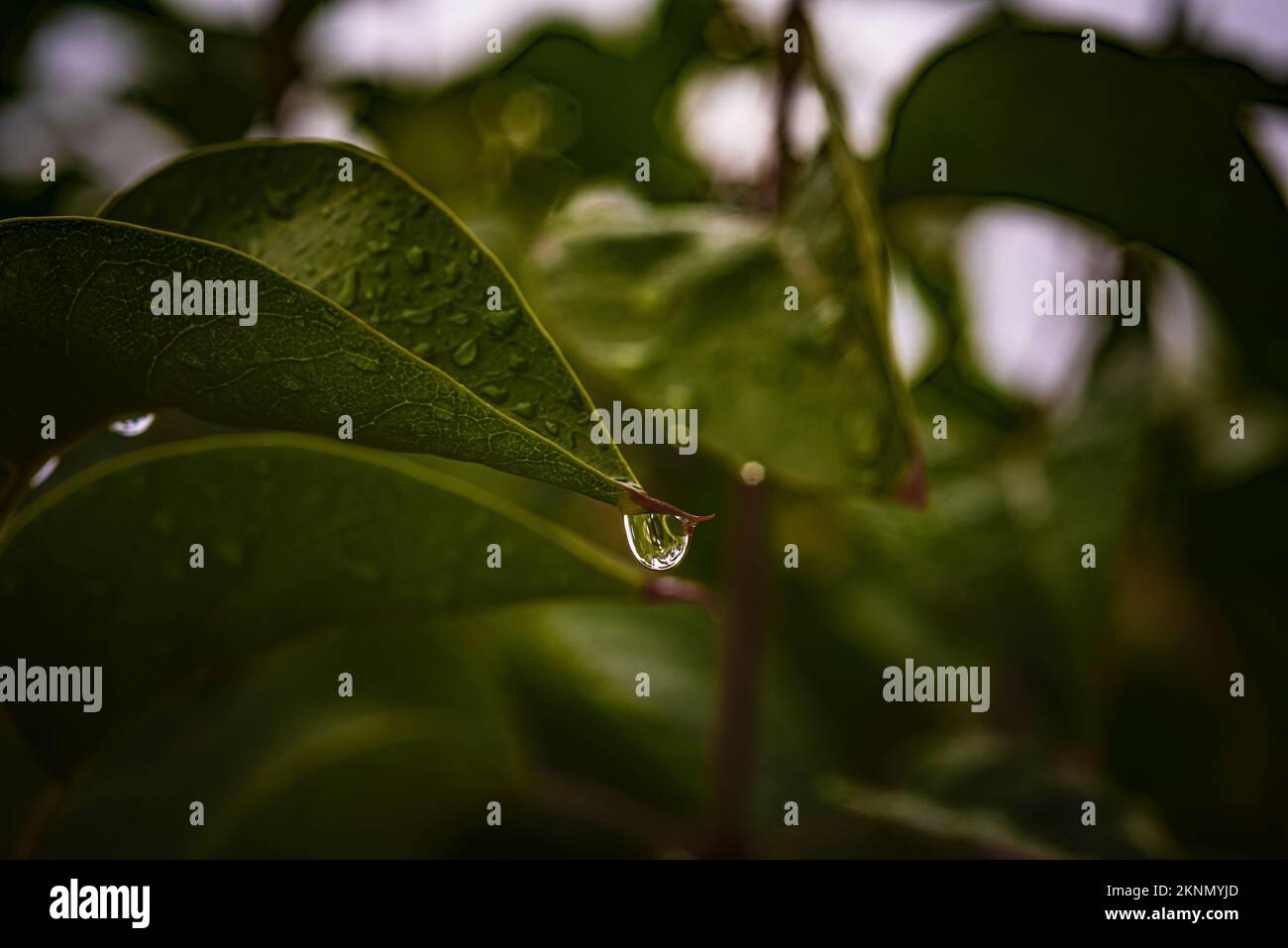 rainwater drops on a green leaf photography of rain and drops Stock ...