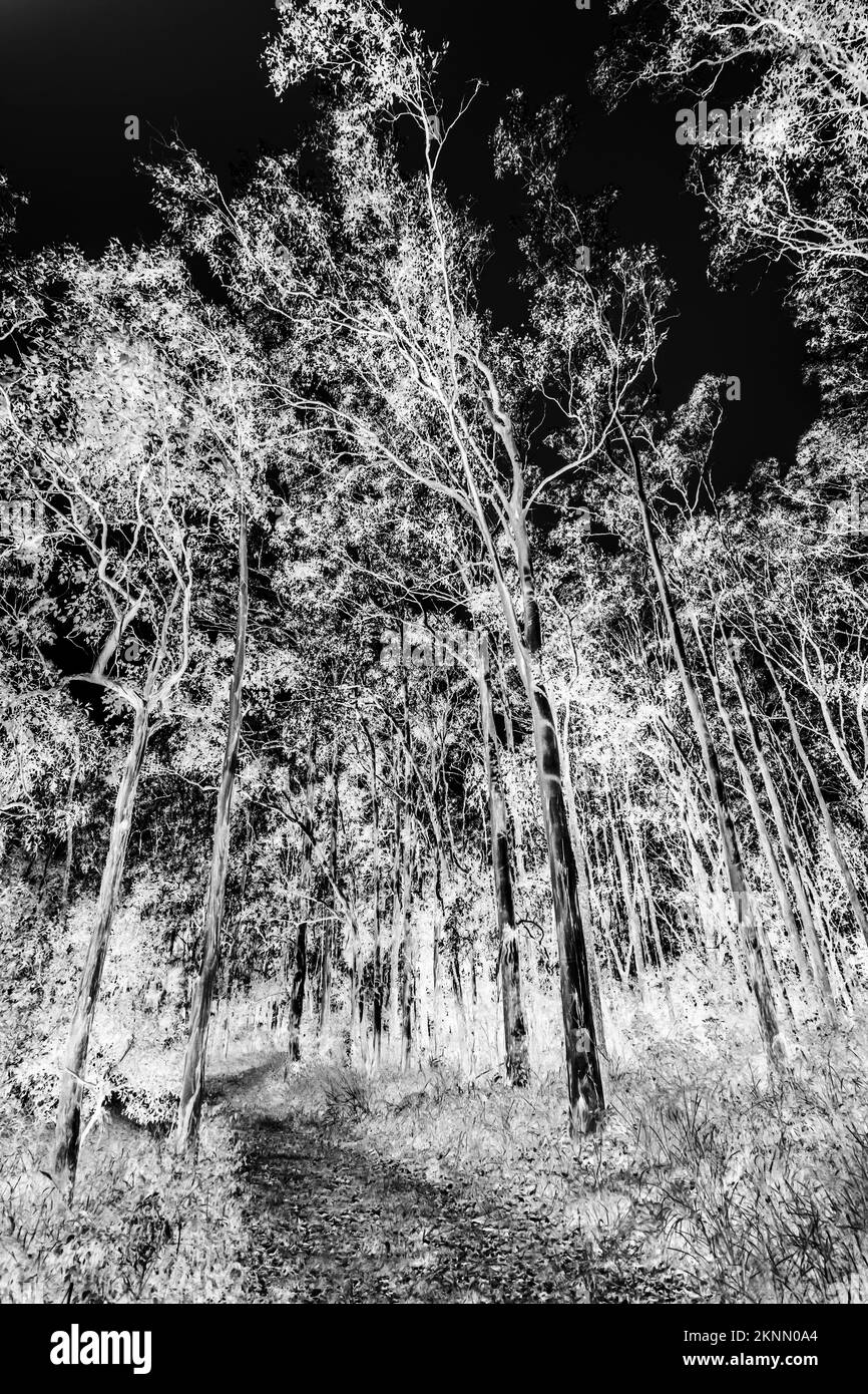 Artistic landscape photo on a pine tree path of inverse atmosphere ...