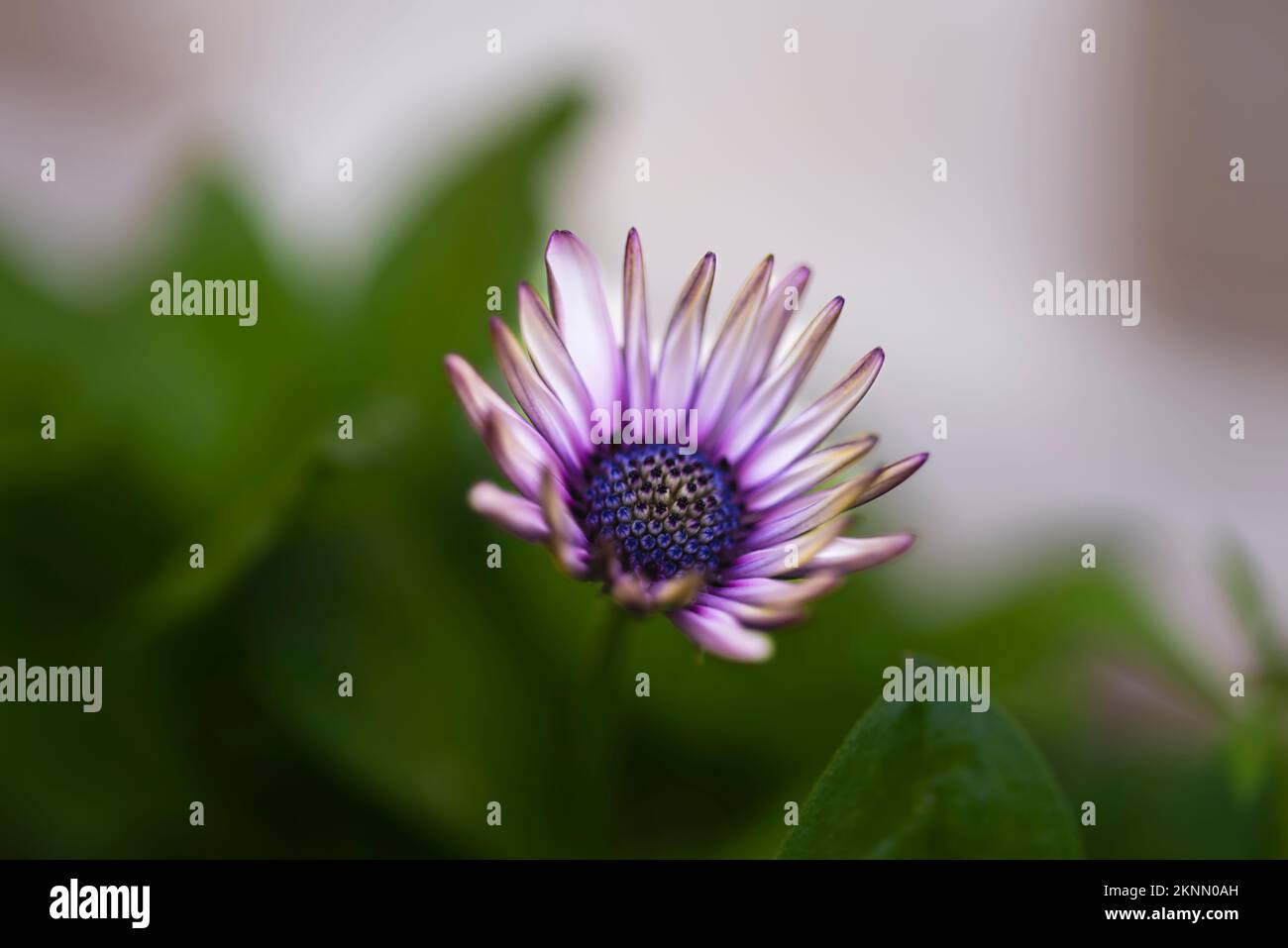 photography of a daisy flower with white petals photographs of flowers ...