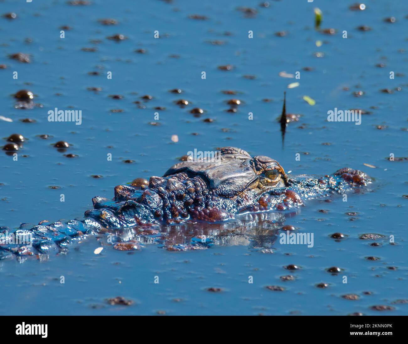 American Alligator Head sitting above the water in a swamp Stock Photo ...