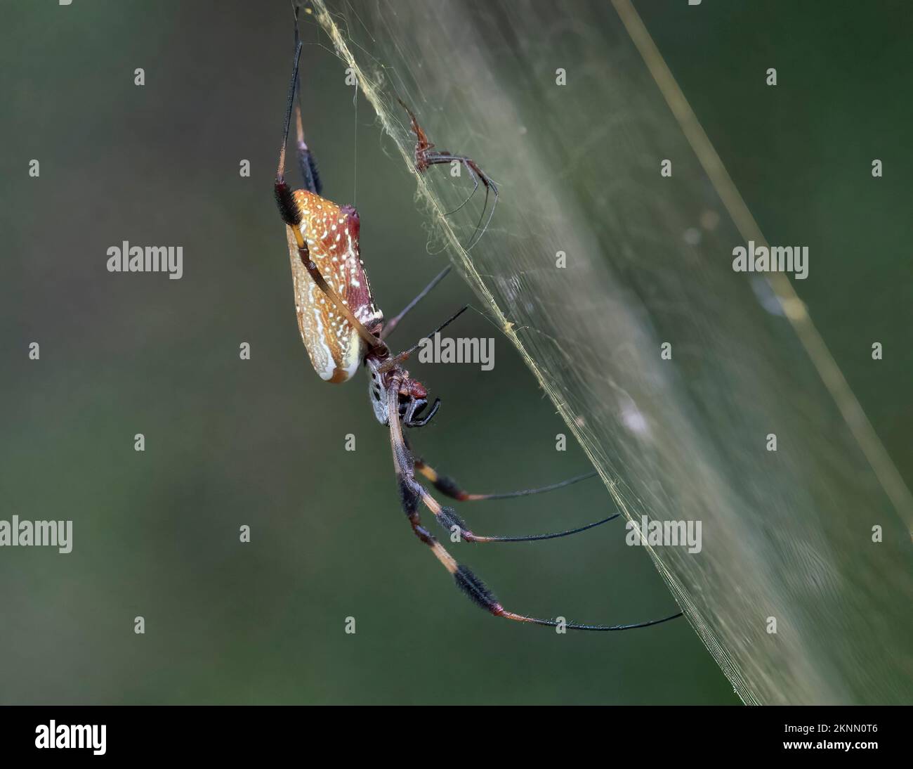 Garden Orb Spider perched on a web awaiting prey Stock Photo - Alamy