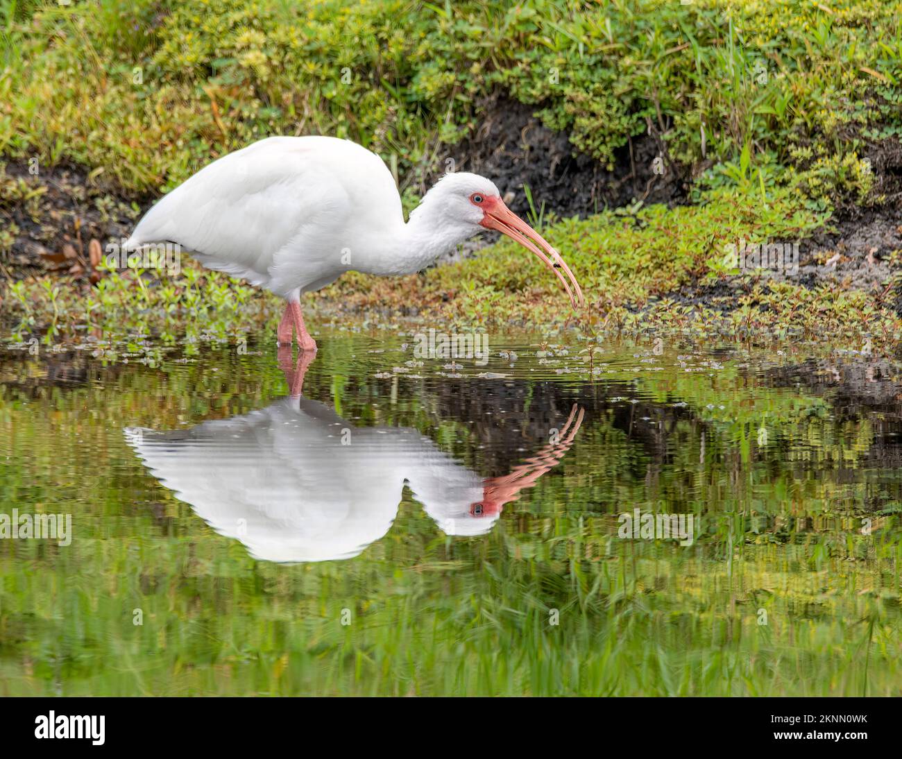 Ibis wetland bird standing in a swamp looking for food Stock Photo - Alamy