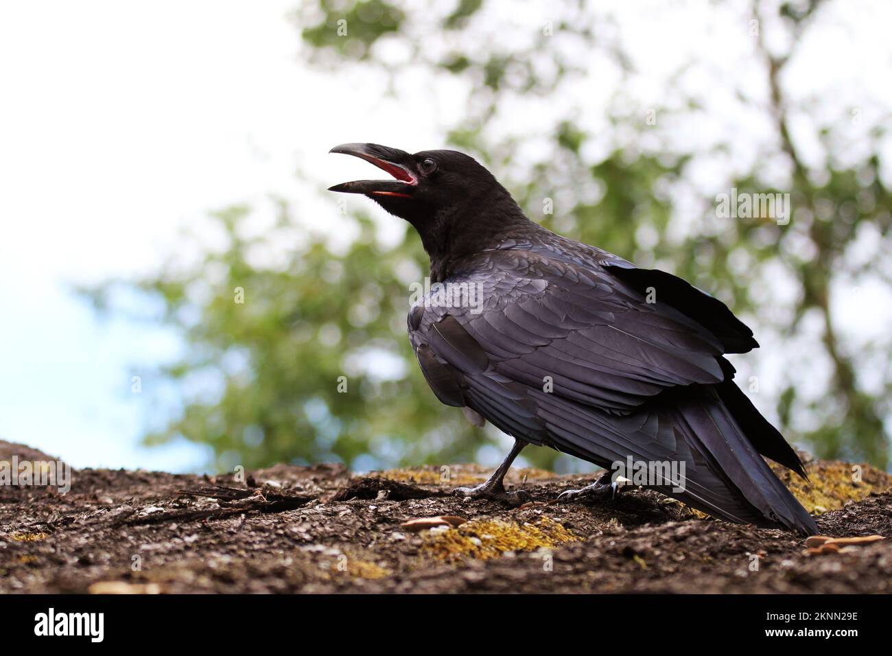 Raven natural environment hi-res stock photography and images - Alamy