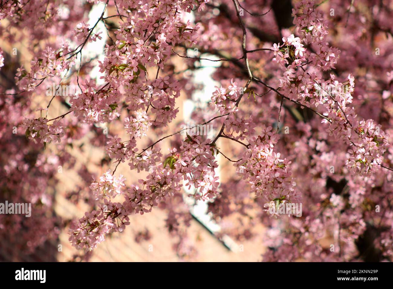 A beautiful view of a blossom sakura tree- perfect for background and ...