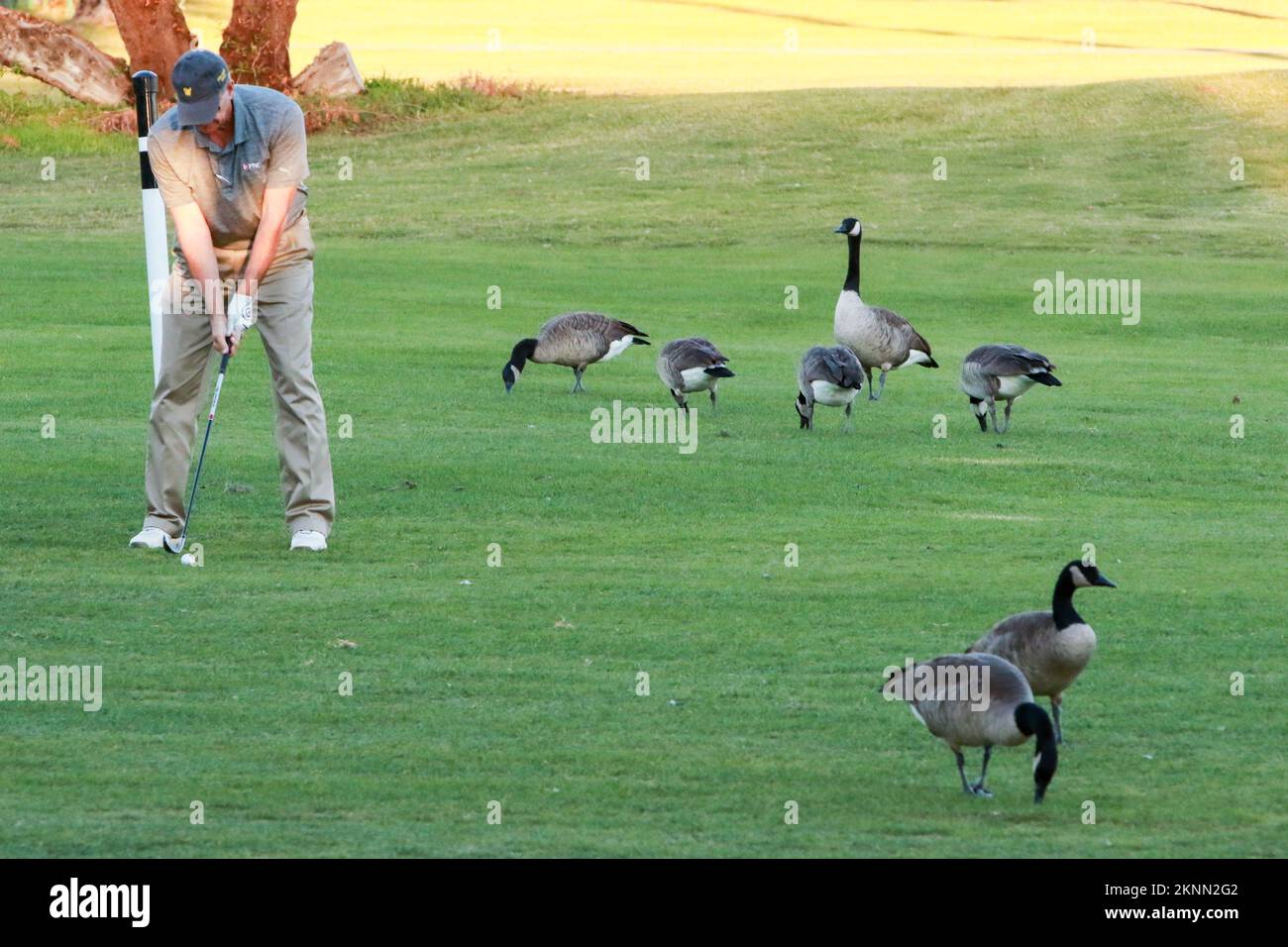Orange Tree Golf Course, Scottsdale Stock Photo - Alamy