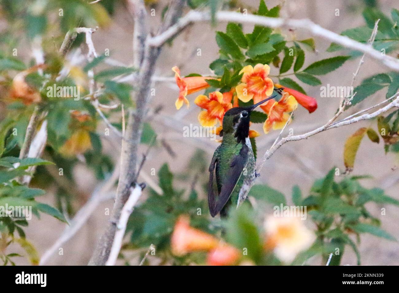 Anna's Hummingbird by Bells of Fire plant Stock Photo - Alamy