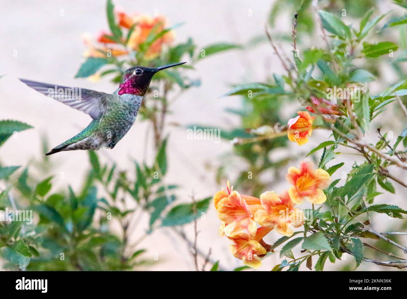 Anna's Hummingbird by Bells of Fire plant Stock Photo - Alamy
