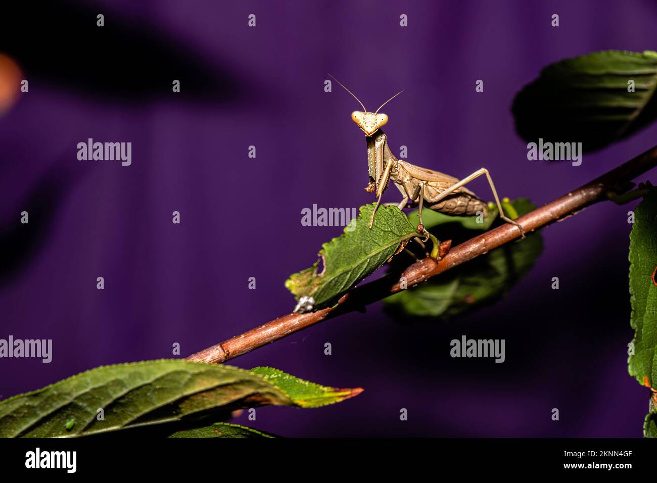 praying mantis wandering among flowers and leaves in the garden Stock ...