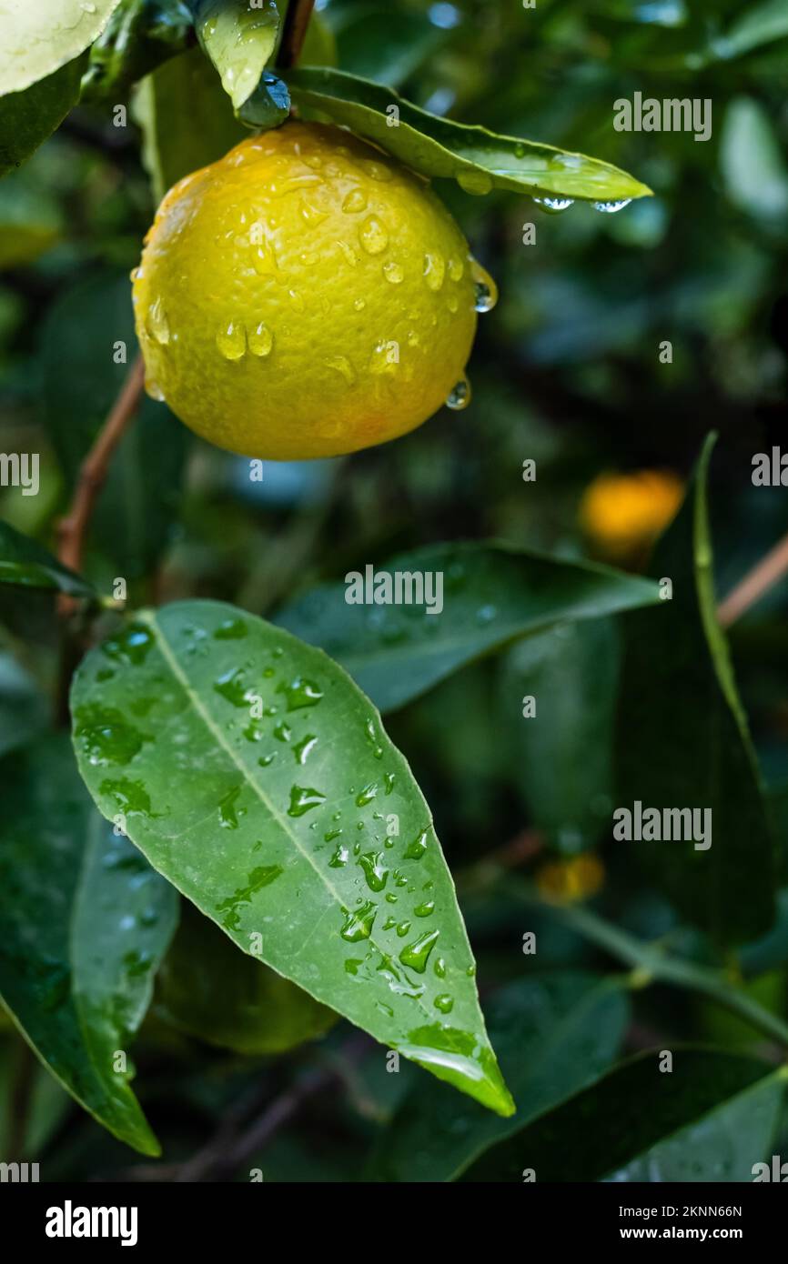 Ripe oranges on tree branches in an orange garden with water drops ...