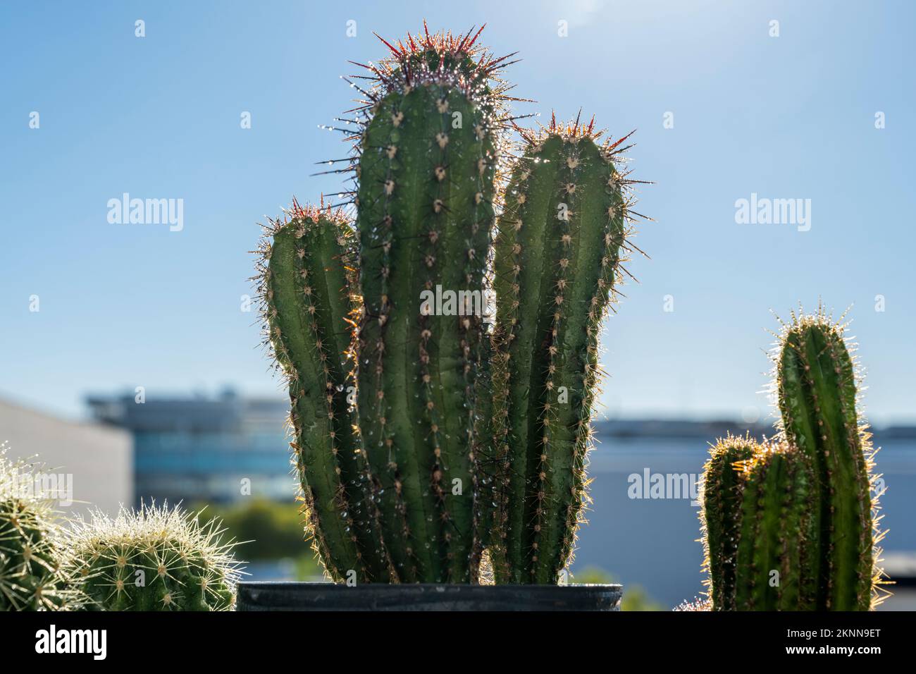 Several clumps of cereus cacti full of awkward sharp spikes with ...