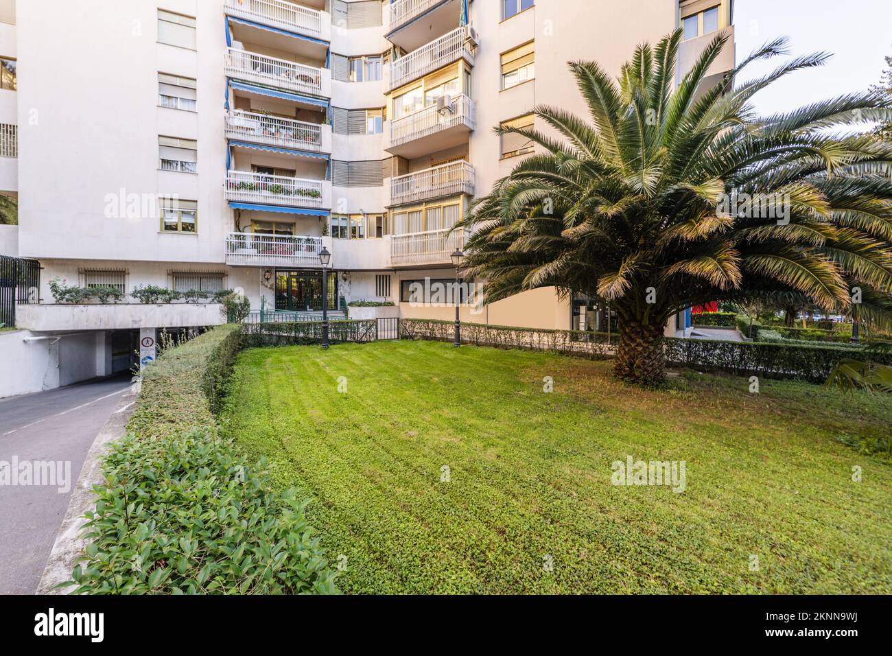 A garden with a lot of grass and a palm tree next to a white-fronted ...
