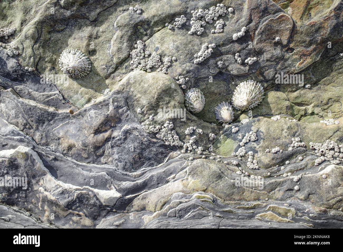 Weathered stones and barnacles on rocks on the Cantabrian coast ...