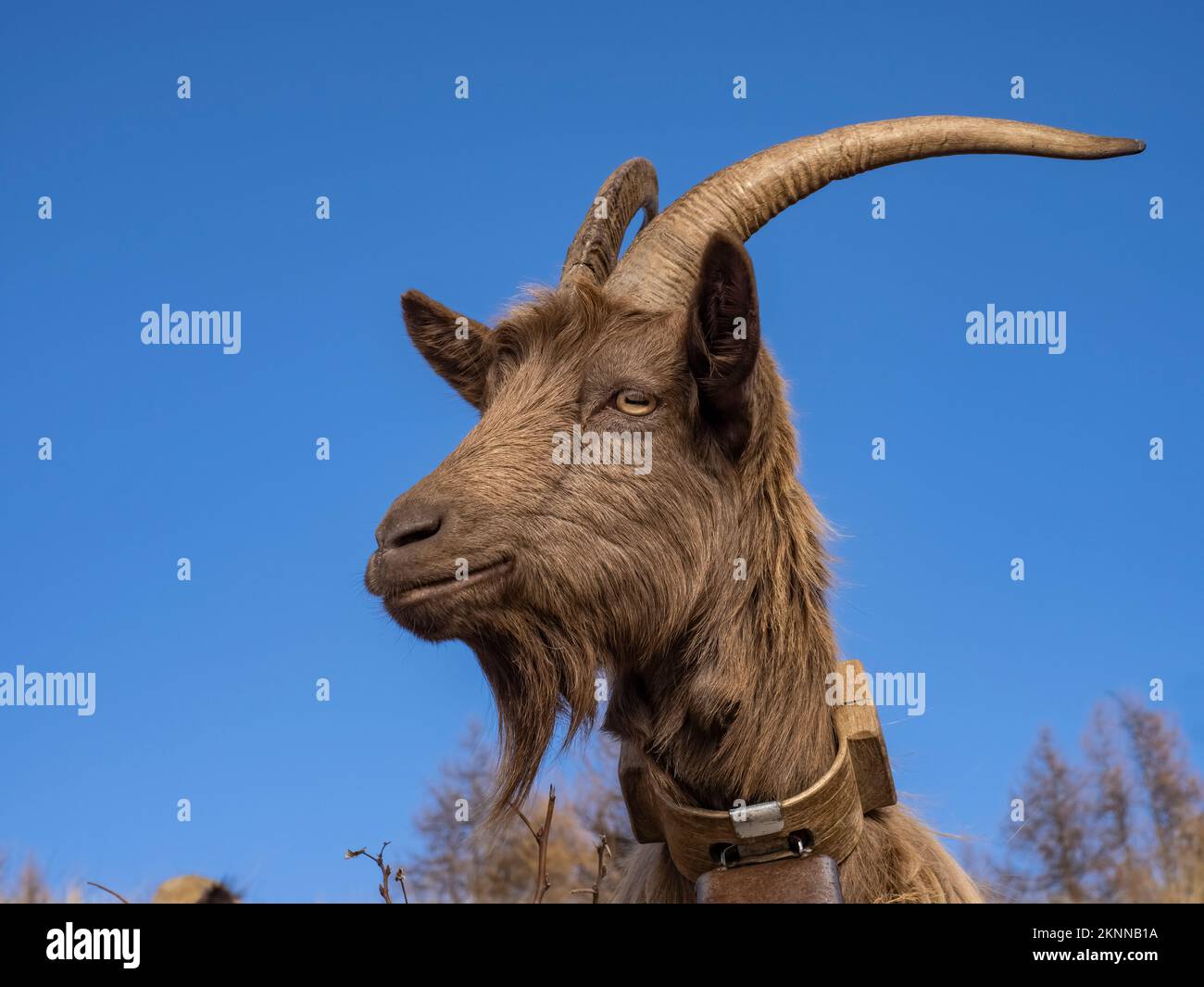 Orobic goat hi-res stock photography and images - Alamy