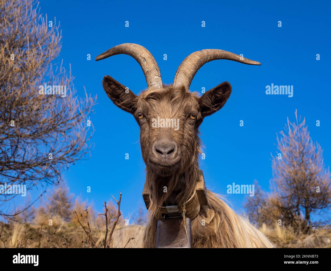 Orobic goat hi-res stock photography and images - Alamy